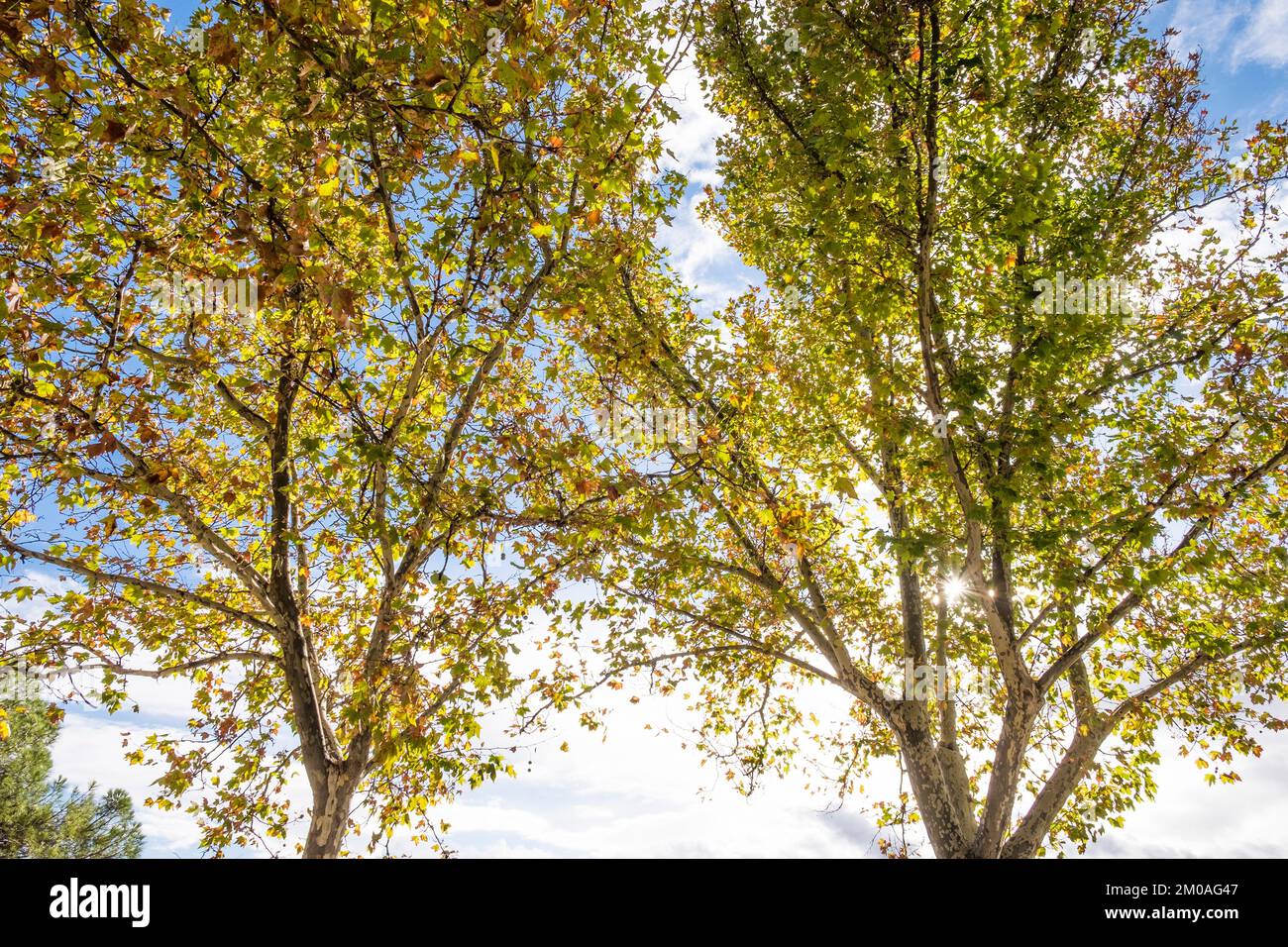 Spain, Madrid, Trees in autumn Stock Photo - Alamy