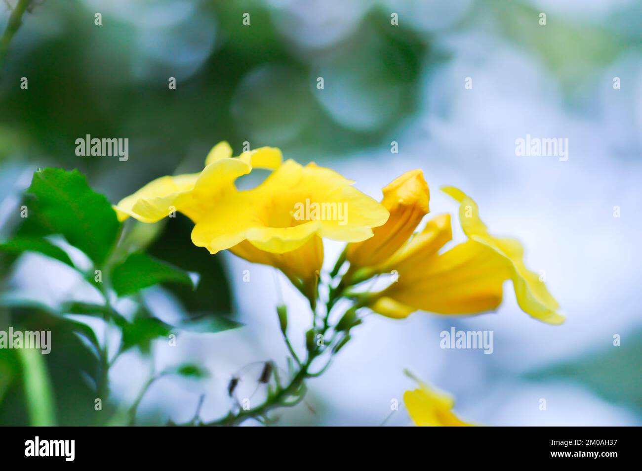 Allamanda cathartica or Allamanda flower ,Allamanda cathartica L or ...
