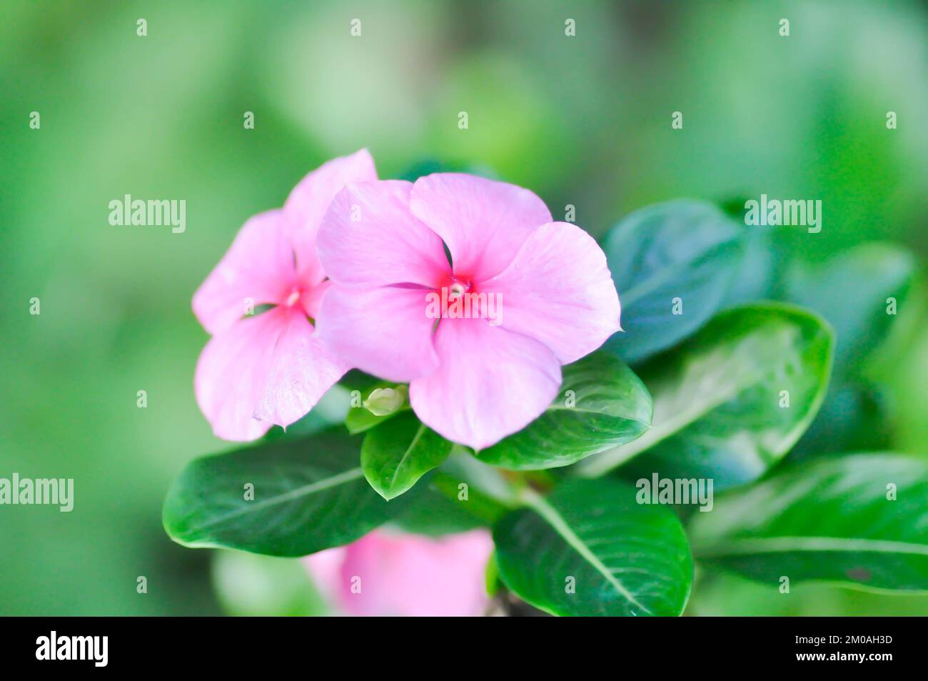 West indian paeriwinkle hi-res stock photography and images - Alamy