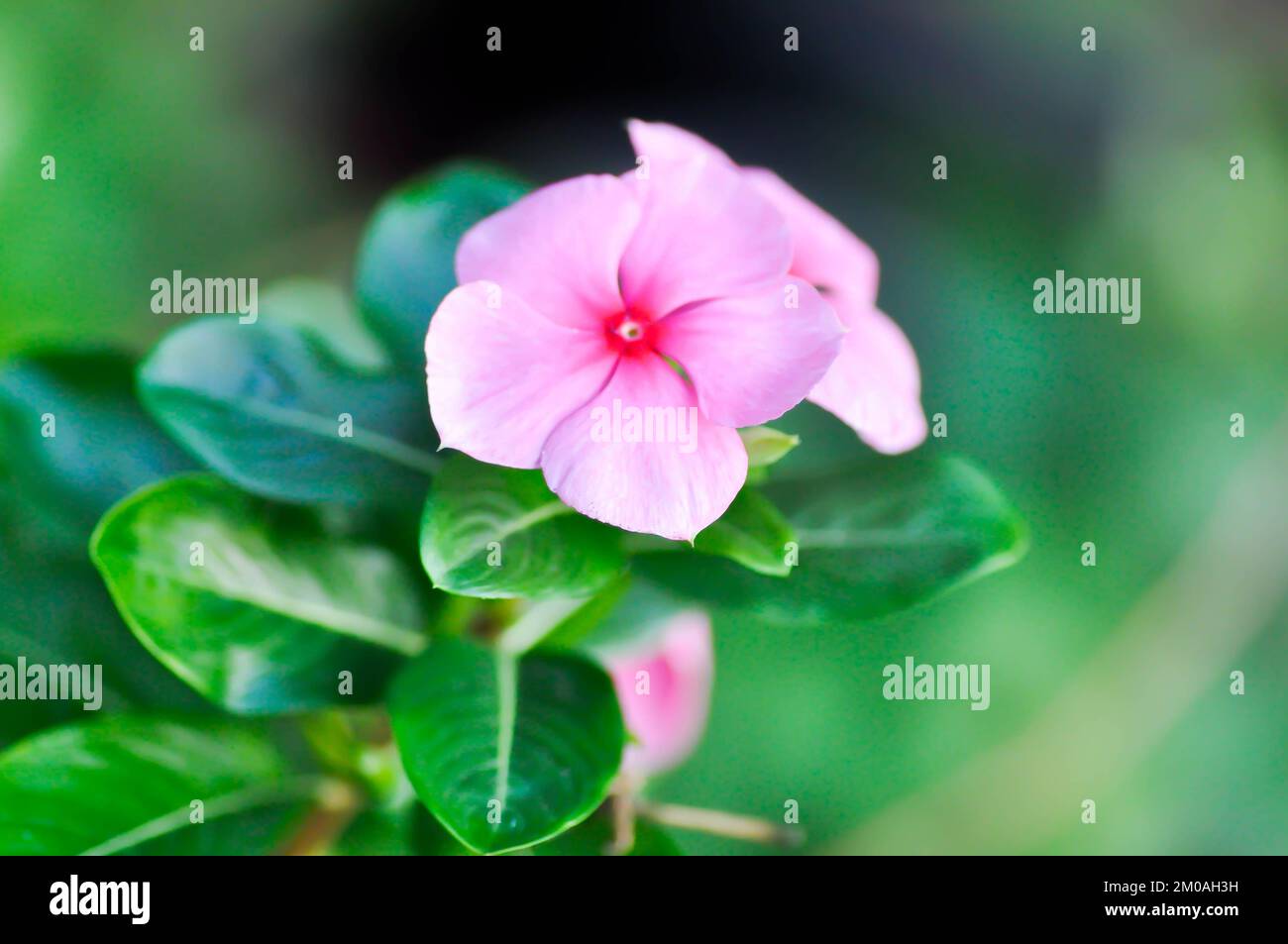 Periwinkle indian plant hi-res stock photography and images - Alamy