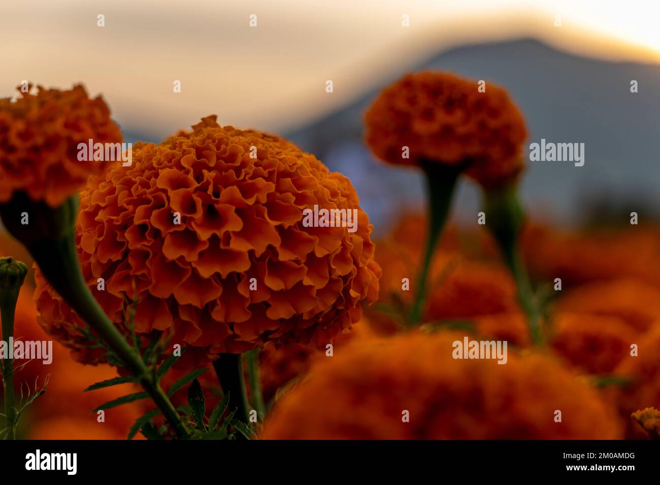 Mexico flower cempasuchil hi-res stock photography and images - Alamy