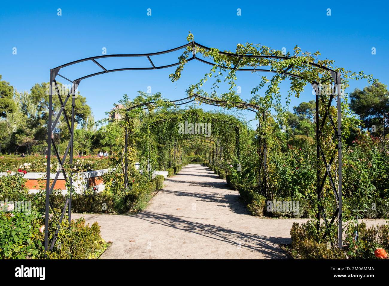 Spain, Madrid, Parque de El Retiro, Rosaleda de Cecilio Rodriguez Stock ...