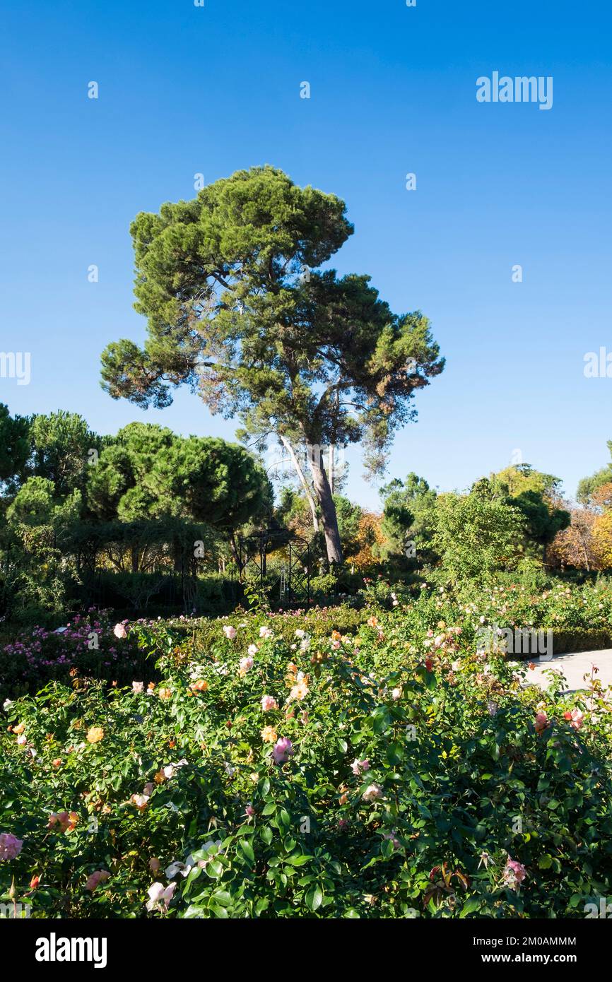 Spain, Madrid, Parque de El Retiro, Rosaleda de Cecilio Rodriguez Stock ...