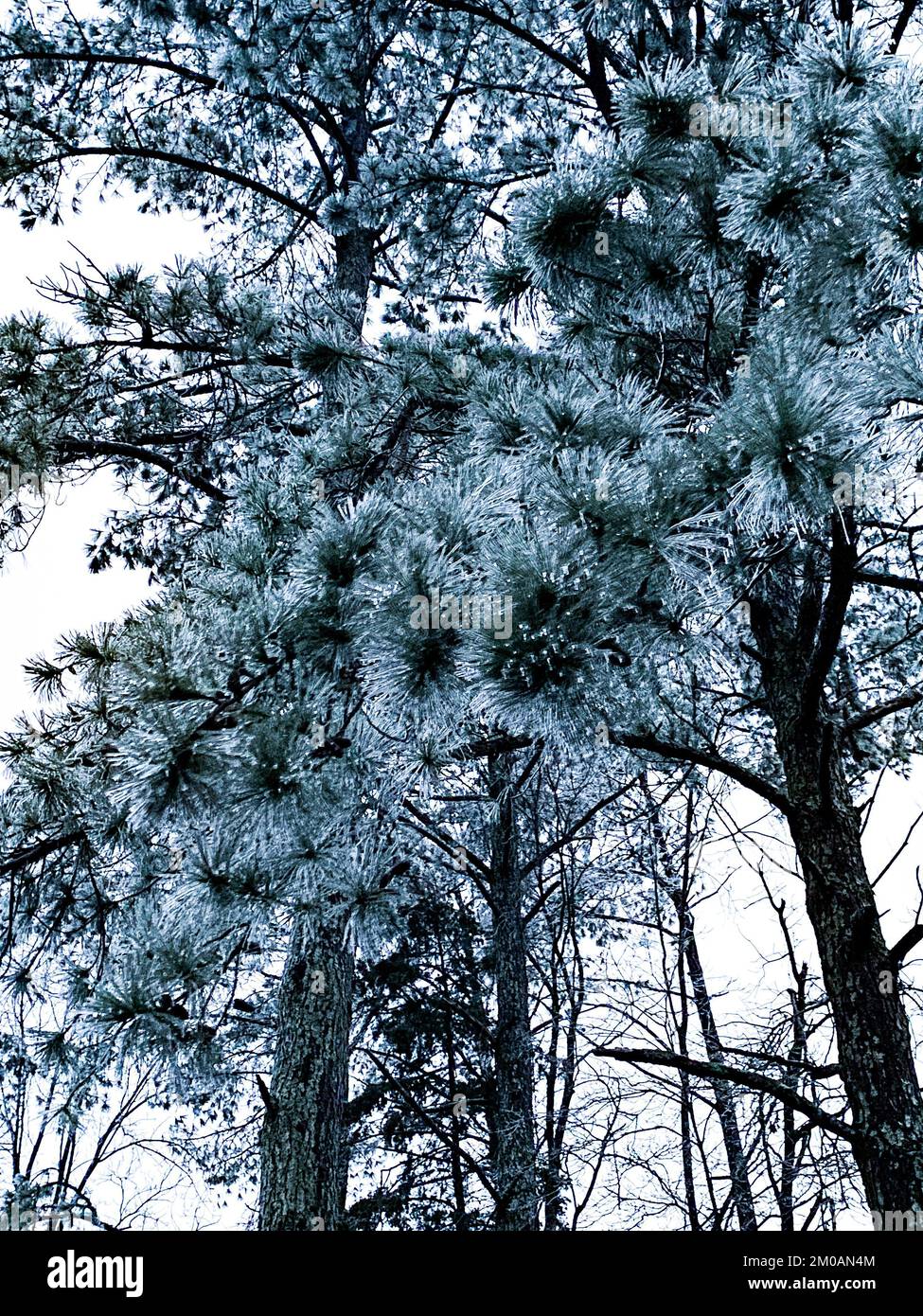 A vertical shot of pine trees covered in snow and ice after a winter ...
