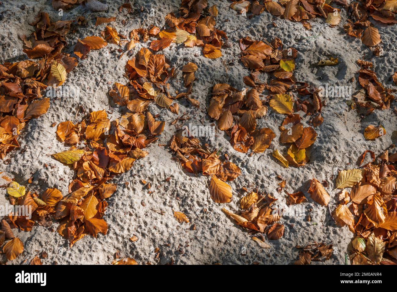 Fallen autumn leaves in sand on a beach, fall background Stock Photo ...