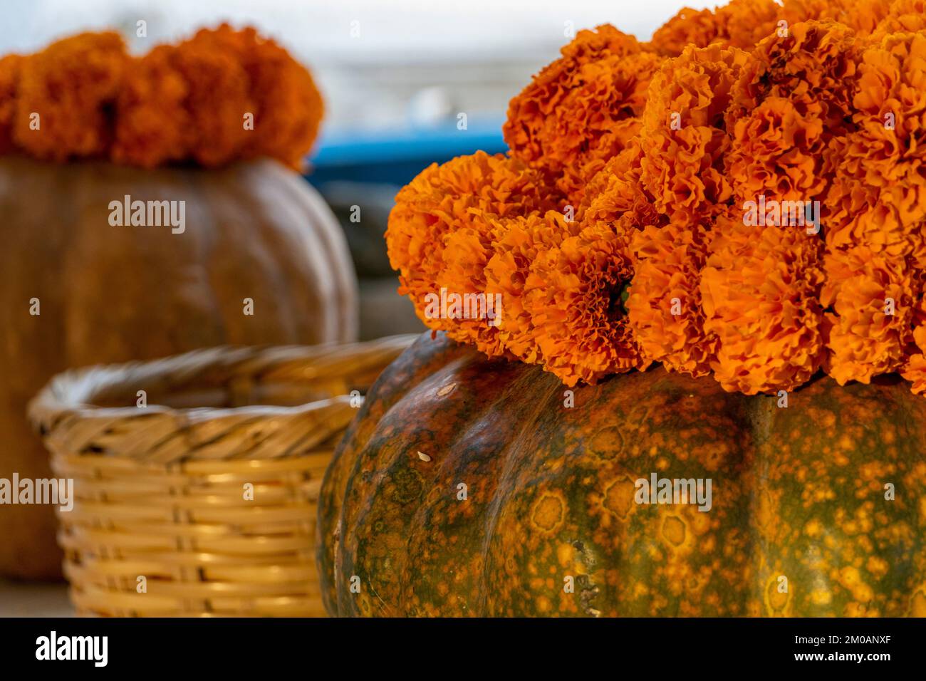 Autumn flowers, summer blossoming orange gerbera flower background ...