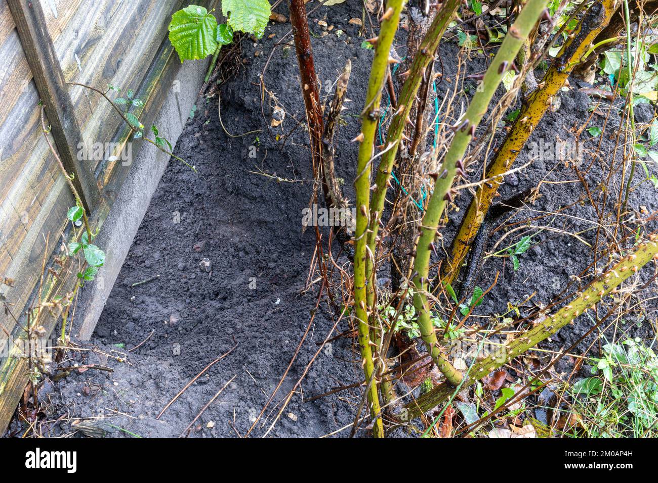 A large hole under a garden fence dug by a fox, signs of garden ...