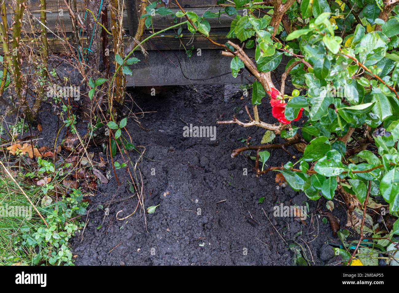 A large hole under a garden fence dug by a fox, signs of garden ...