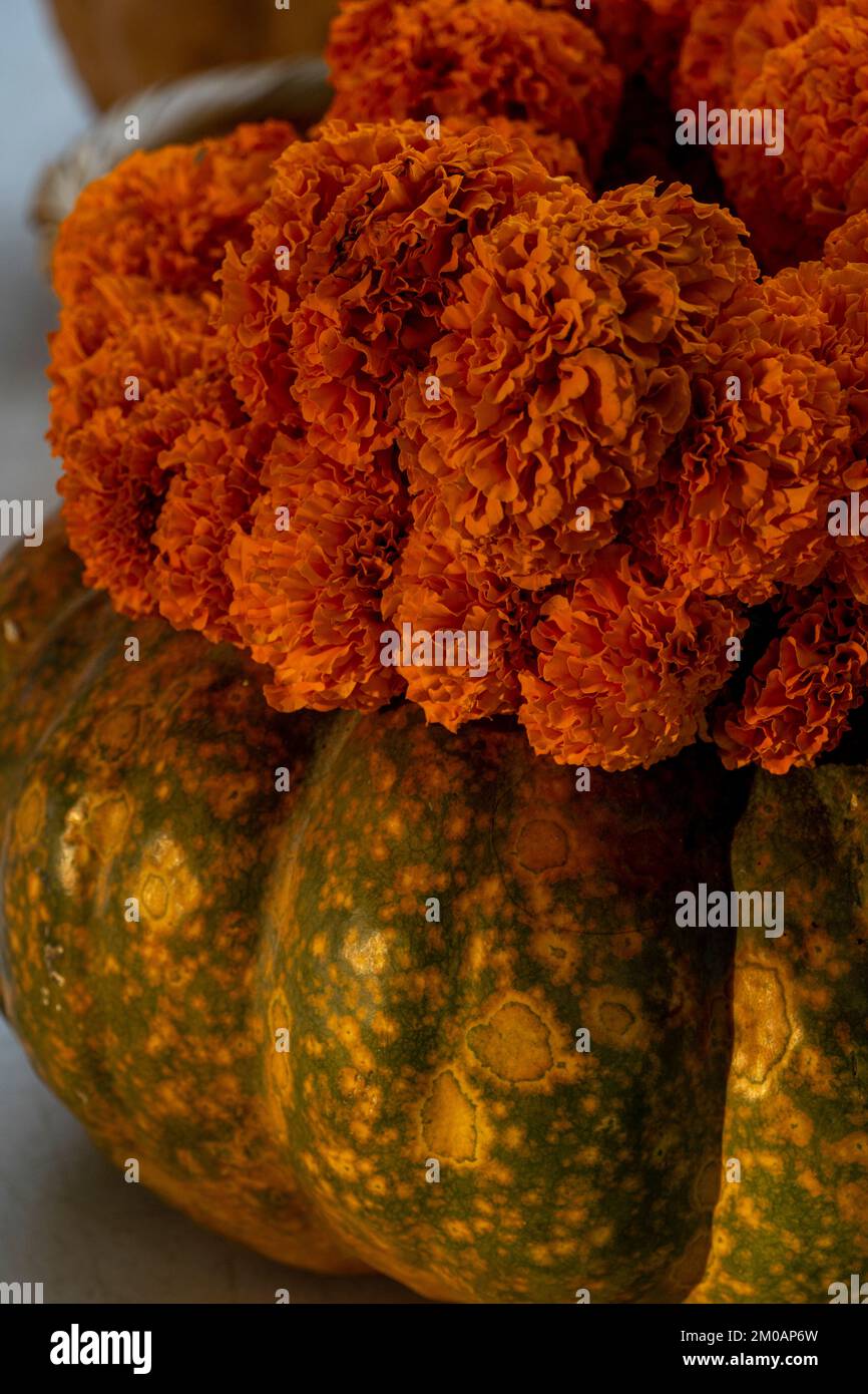 Harvest cempasuchil hi-res stock photography and images - Alamy