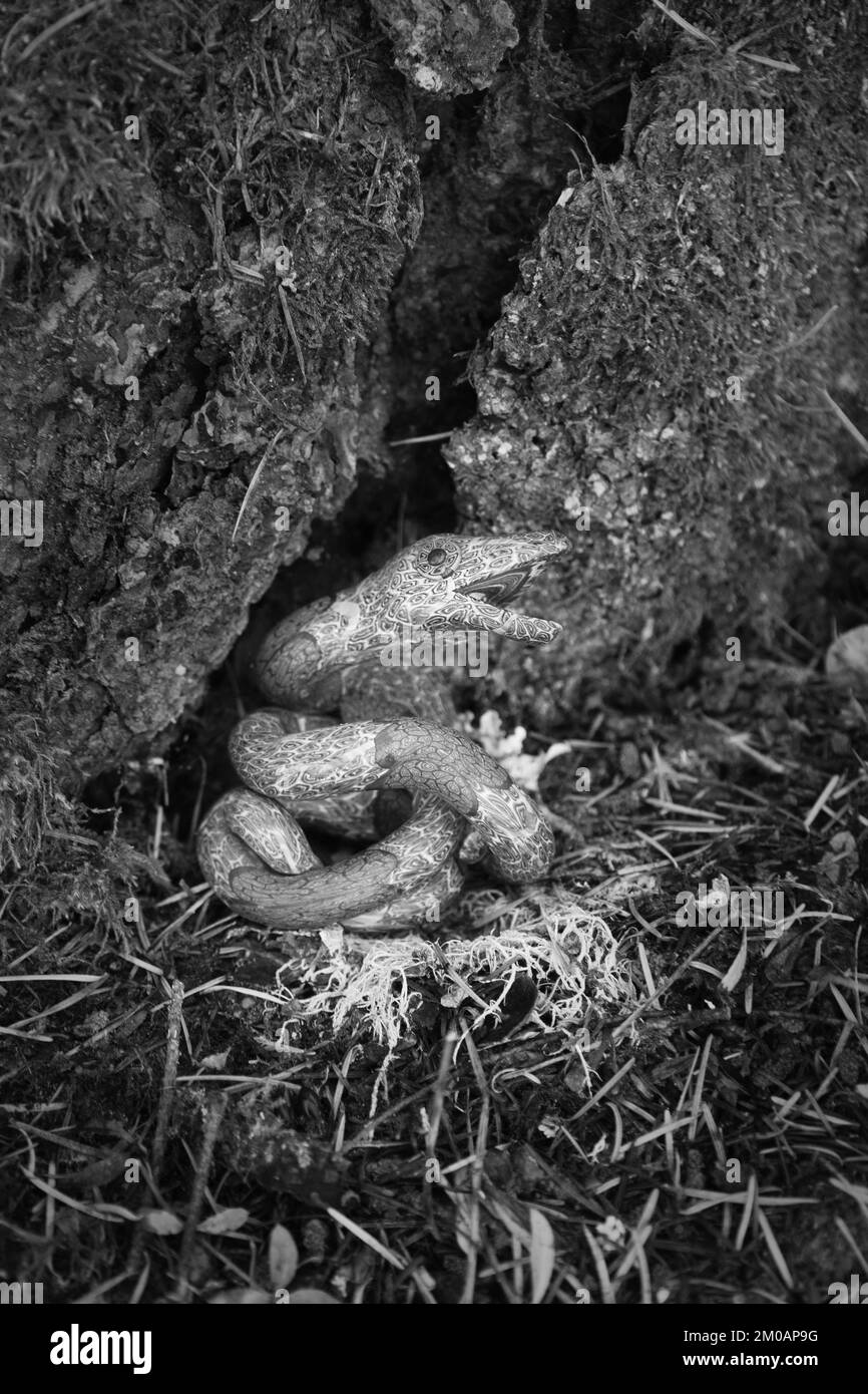 A toy snake coiled next to a tree Stock Photo - Alamy