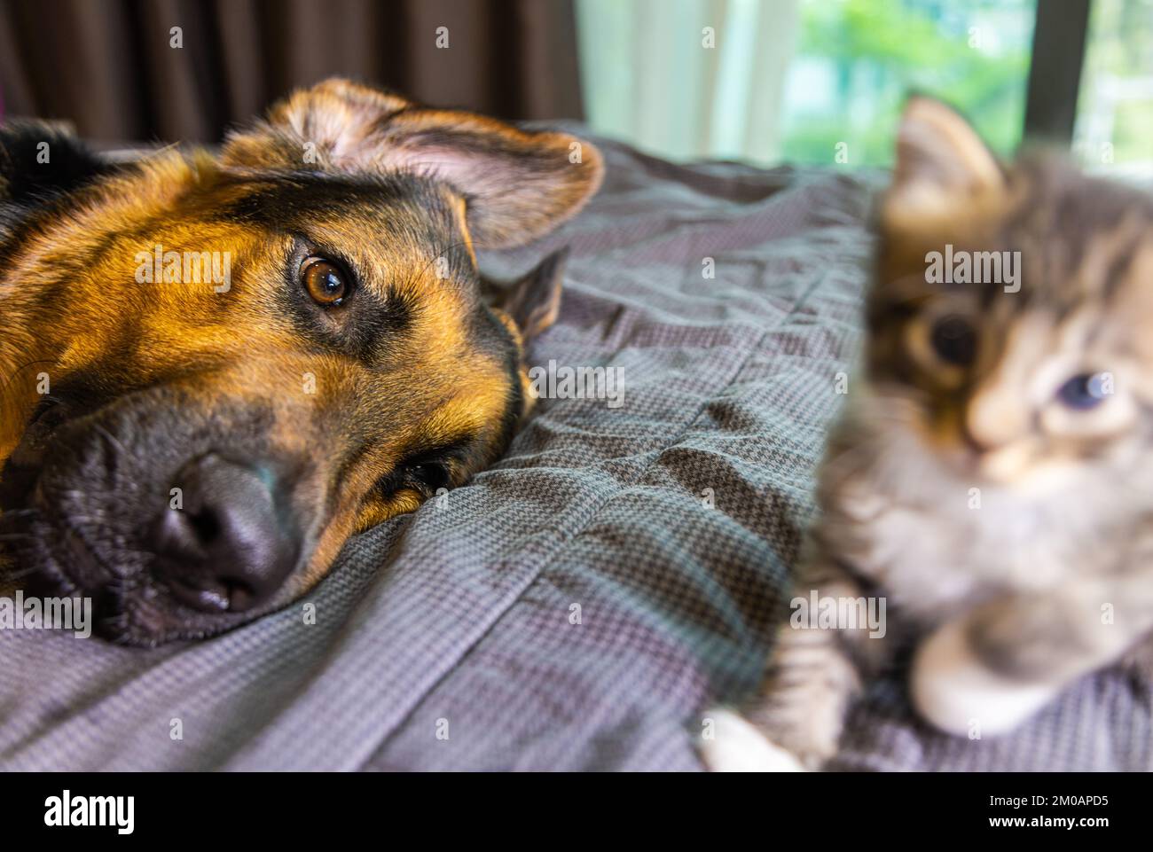 Small little kitty climbs on a dog. Cat and dog harmoniously side by ...