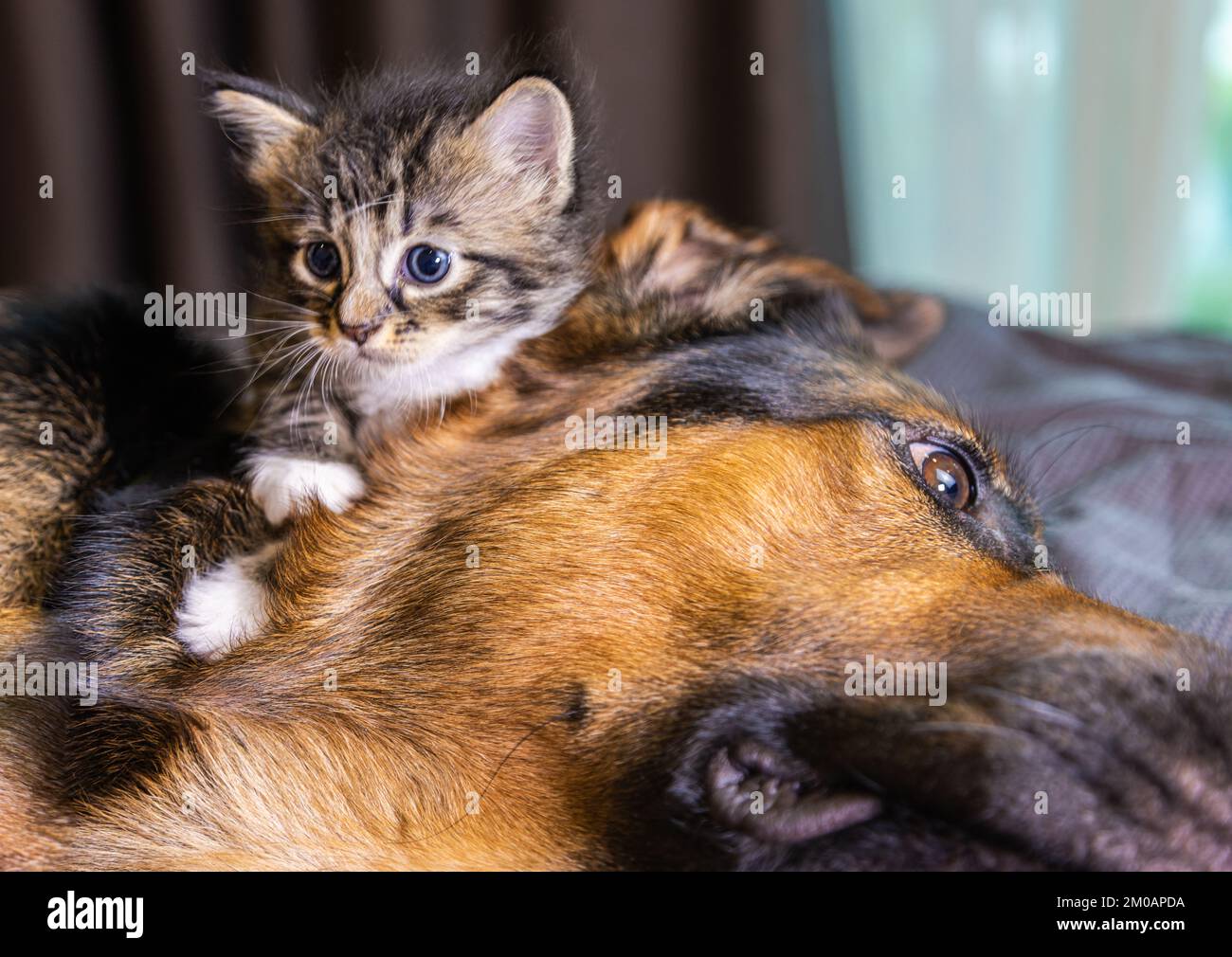 Small little kitty climbs on a dog. Cat and dog harmoniously side by ...
