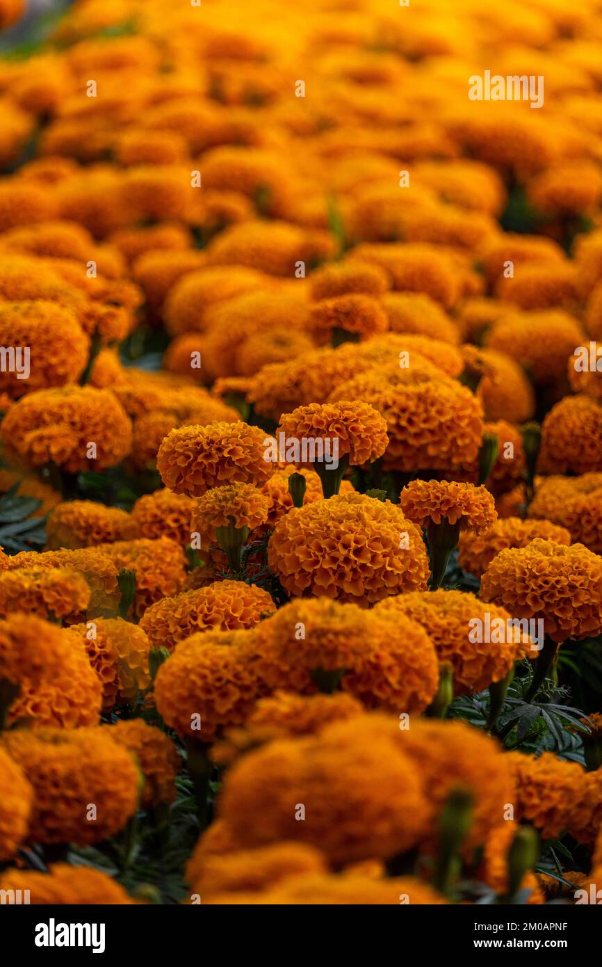 Cempasuchil flower field in a sunny day with blue sky and bales of hay ...