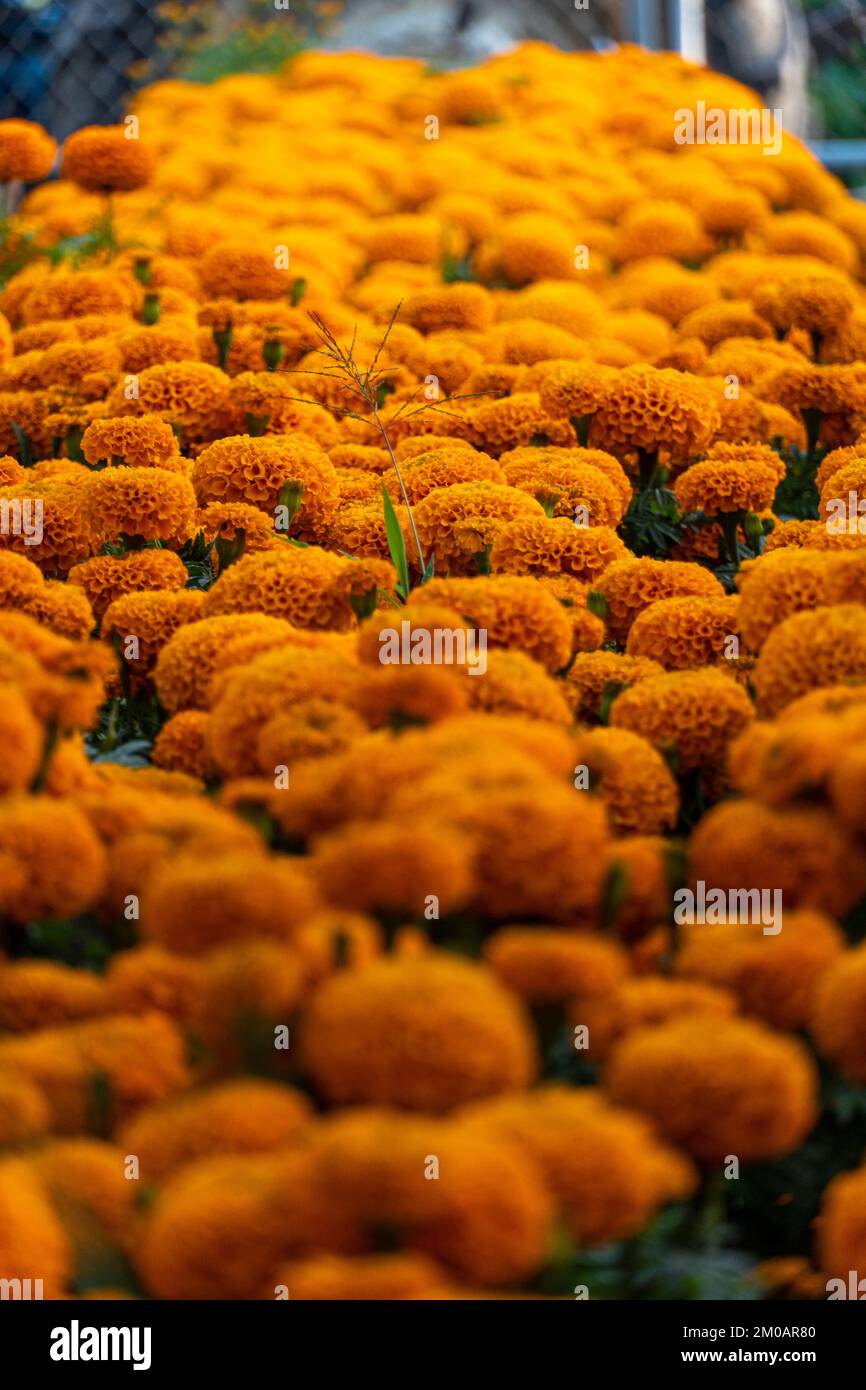 Autumn flowers, summer blossoming orange gerbera flower background ...