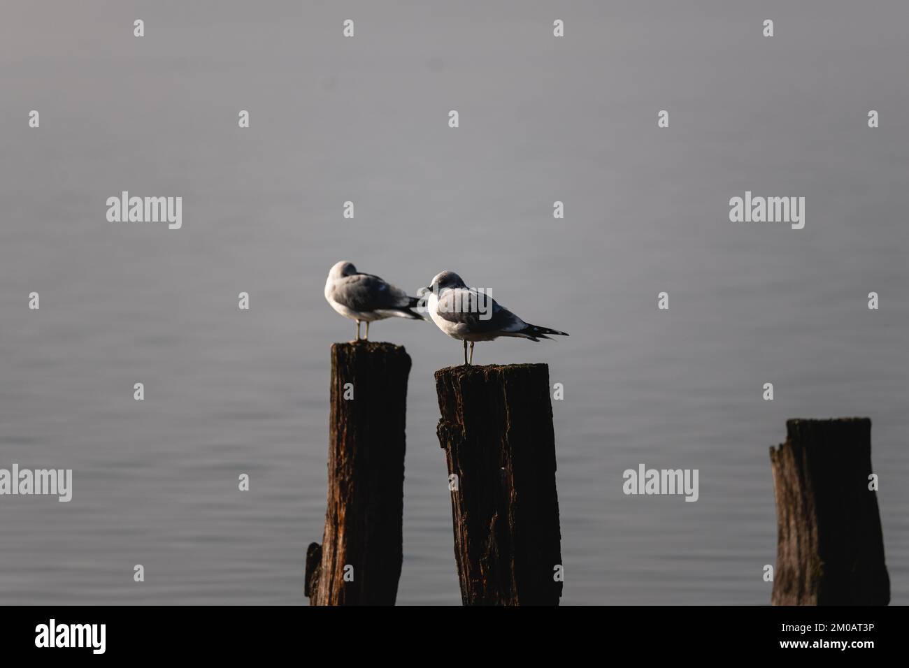 Gulls by pier hi-res stock photography and images - Alamy