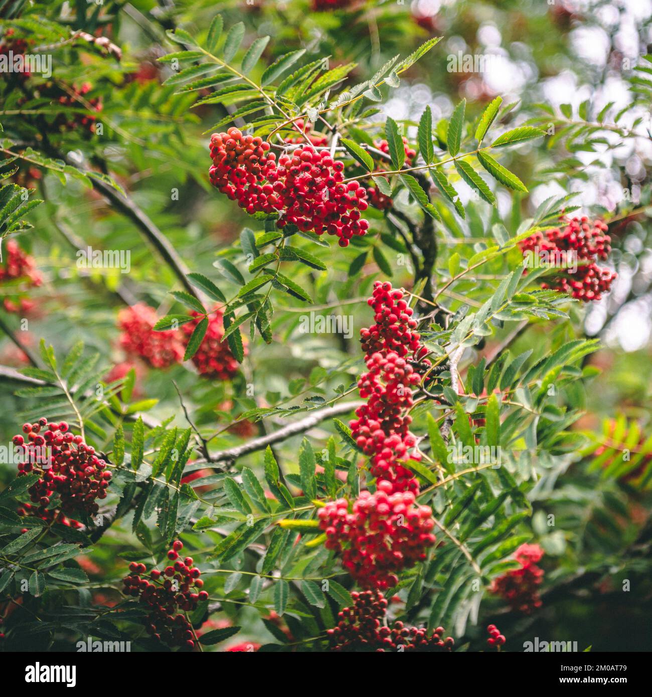 Colourful red berries with leafs Stock Photo - Alamy