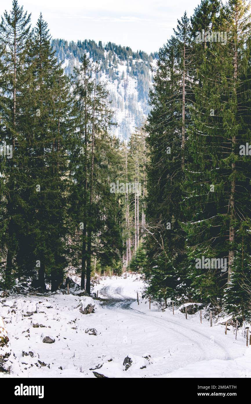 Through snowy forest hi-res stock photography and images - Alamy