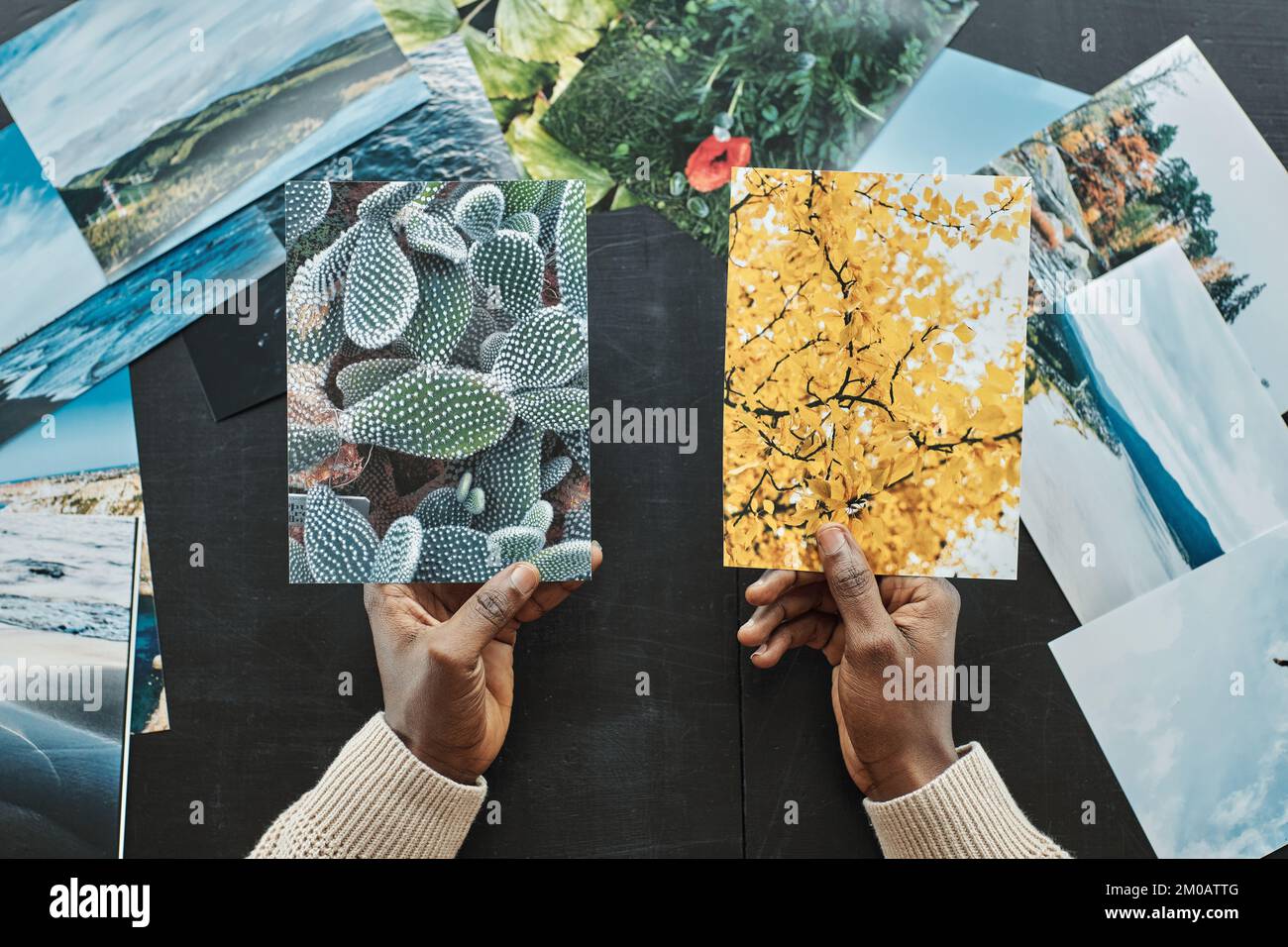 Hands of photographer holding printed photos of cactus and tree wh ...