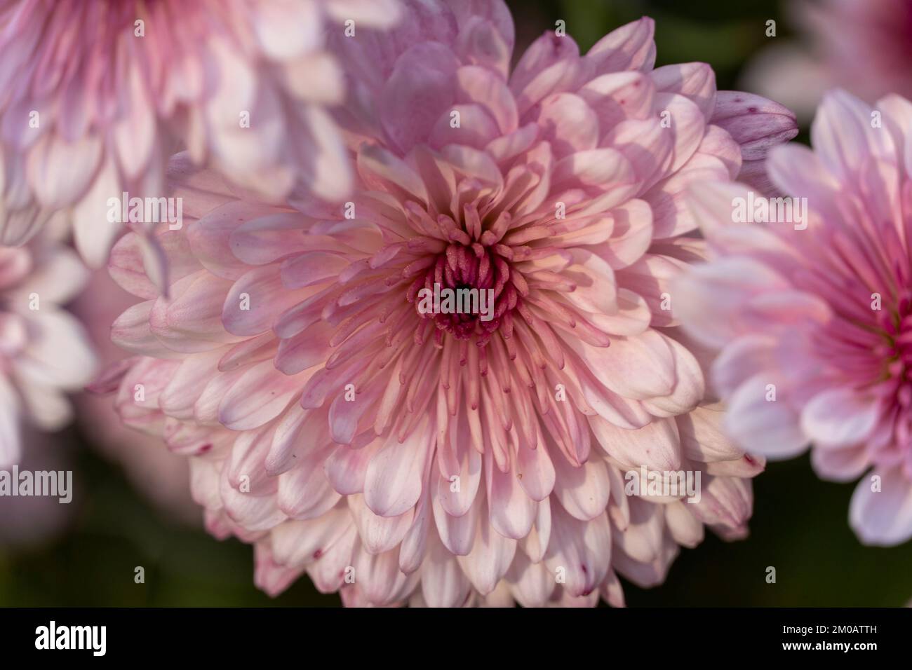 detail of purple flowers out of focus background mexico Stock Photo - Alamy