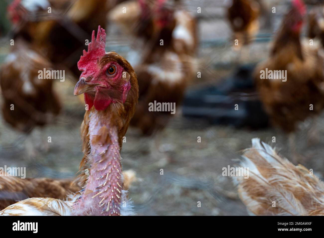 caged hen visibly in poor condition, mexico Stock Photo - Alamy