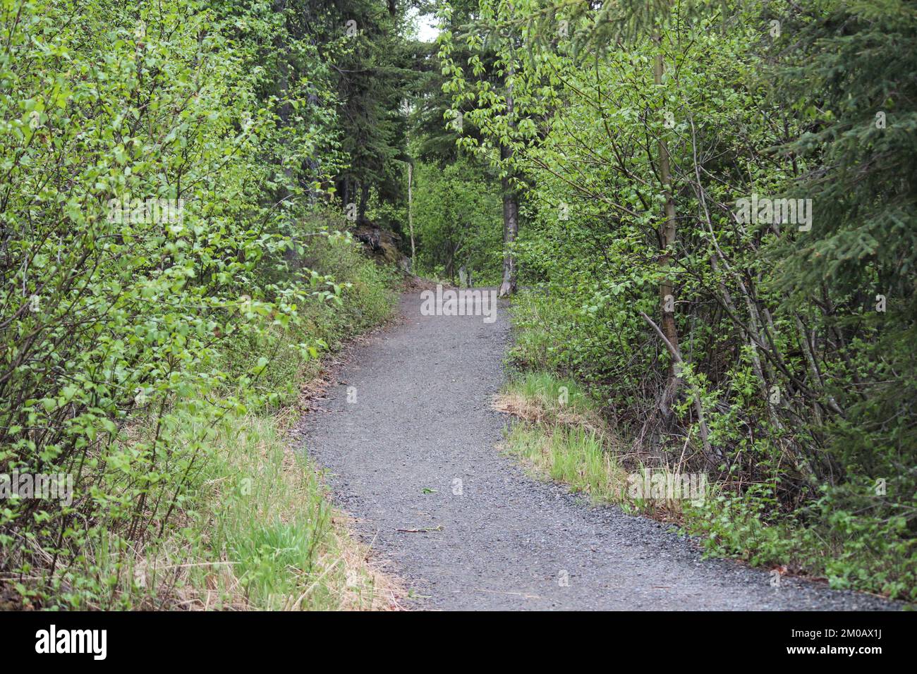 Evergreen lined gravel hiking trail in the mountains Stock Photo - Alamy