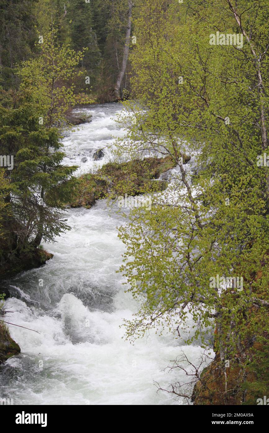 Tree lined alpine river rapids Stock Photo - Alamy