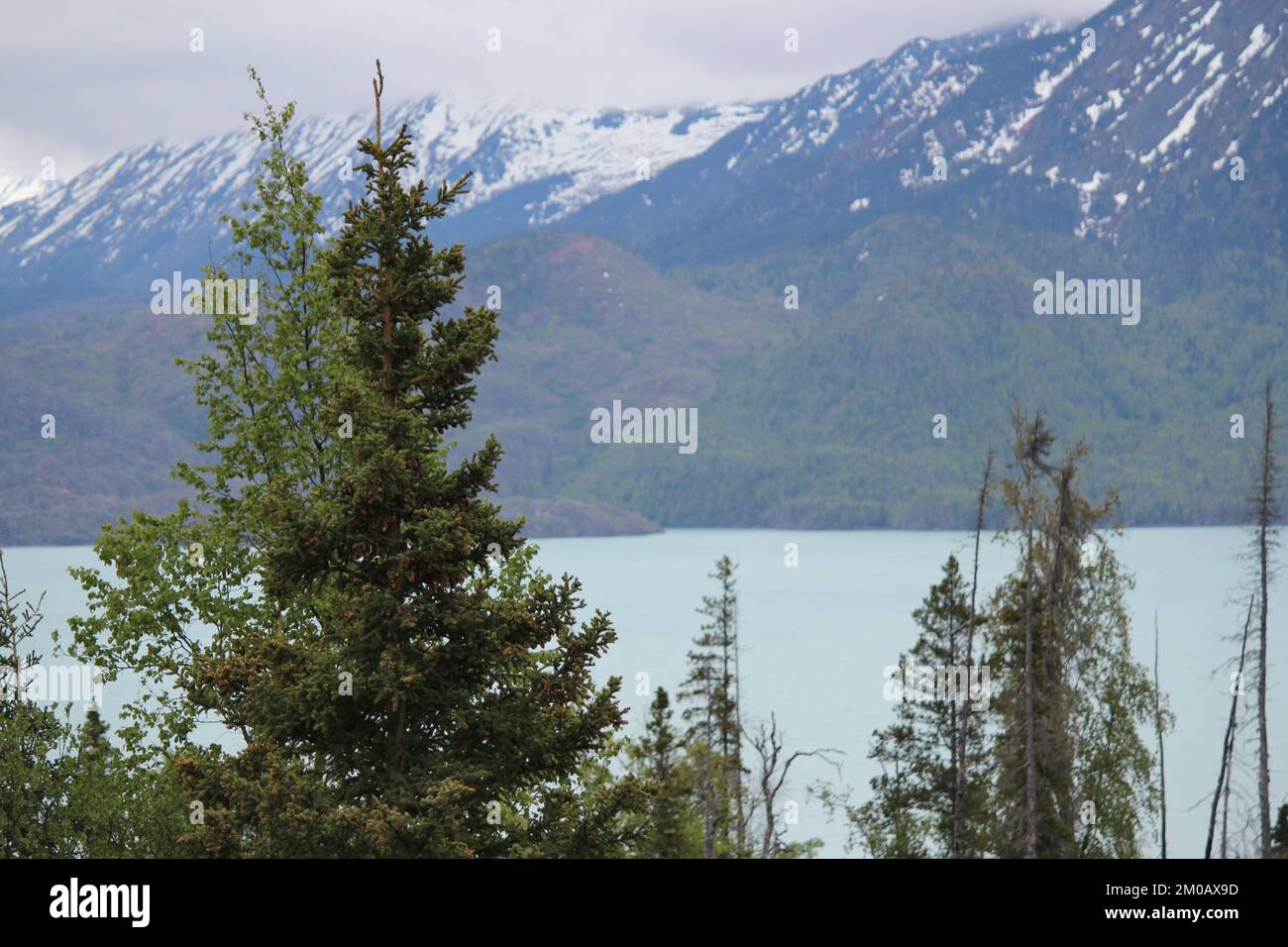 Trees with mountains and ocean Stock Photo - Alamy