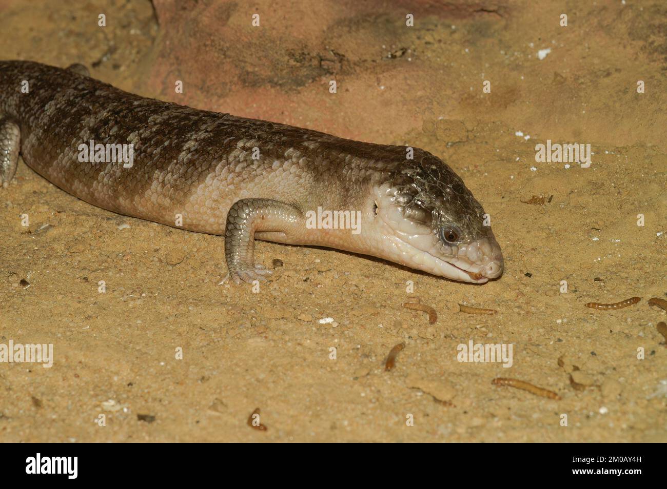 Worm With Blue Tongue Bluetongue Virus: Serotype 3 Confirmed On Dutch