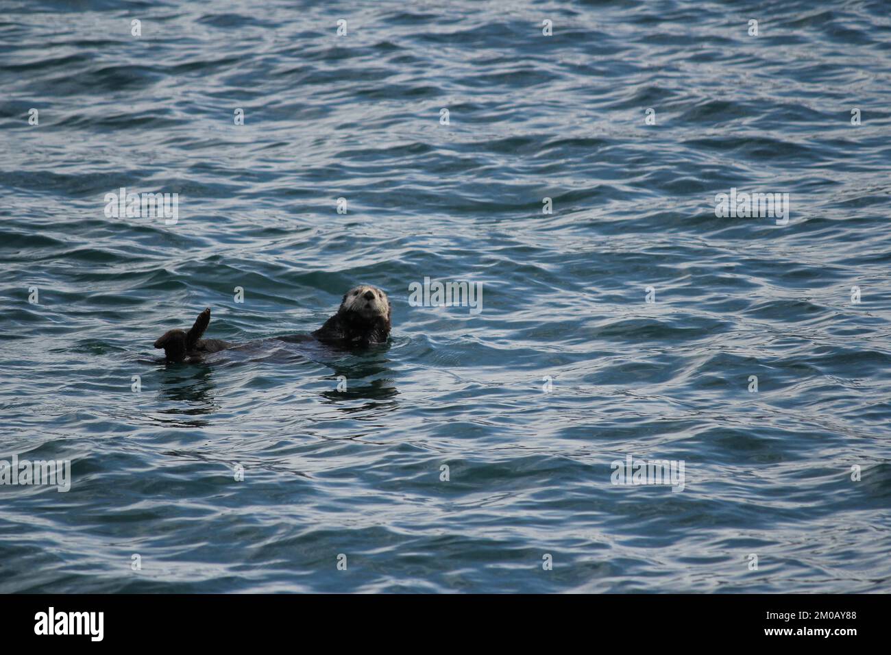 Otter floating in ocean hi-res stock photography and images - Alamy