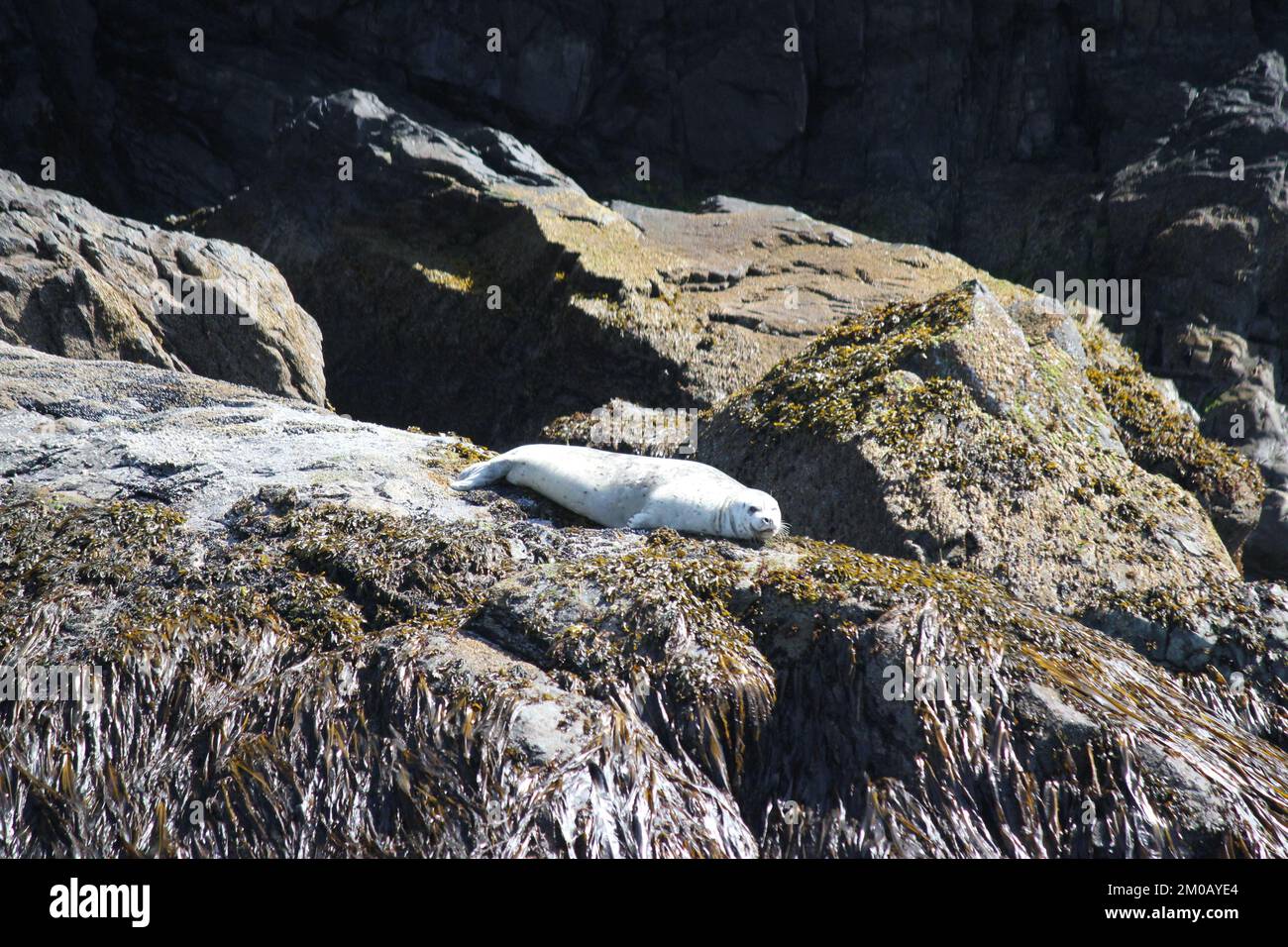 White seal resting on rocks Stock Photo - Alamy