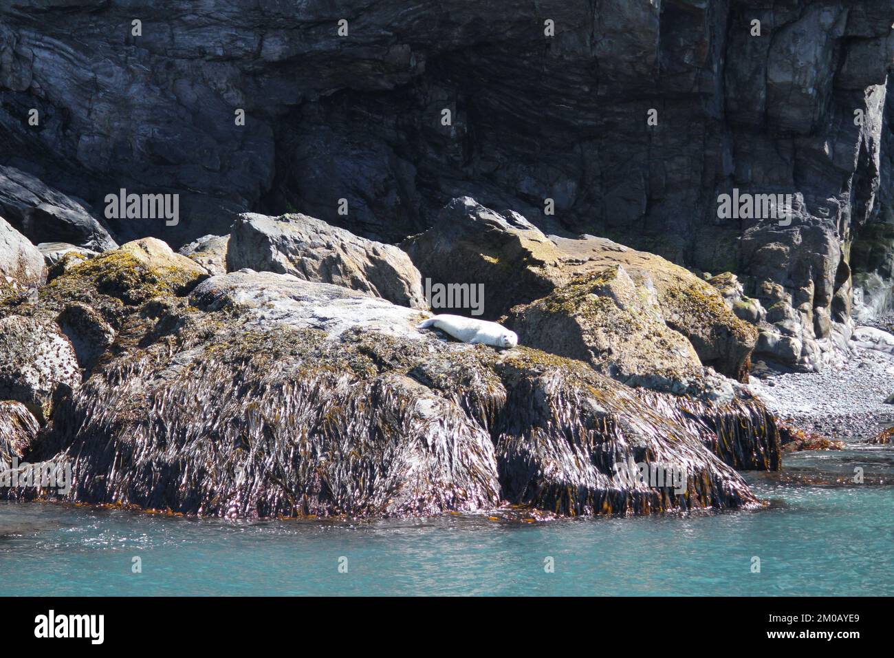 White seal resting on rocks Stock Photo - Alamy