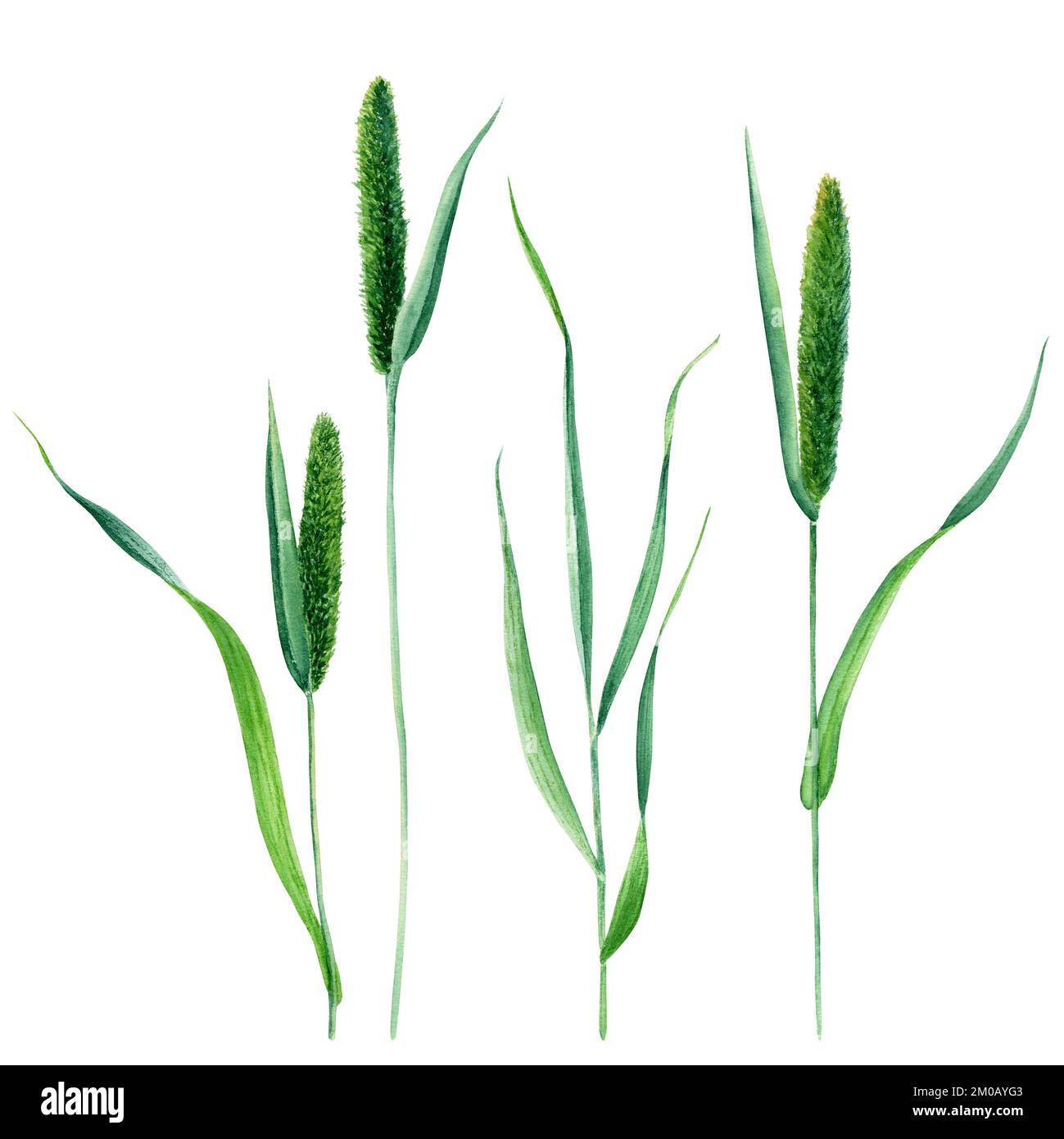 Timothy grass set, hand drawn watercolor illustration isolated on white ...