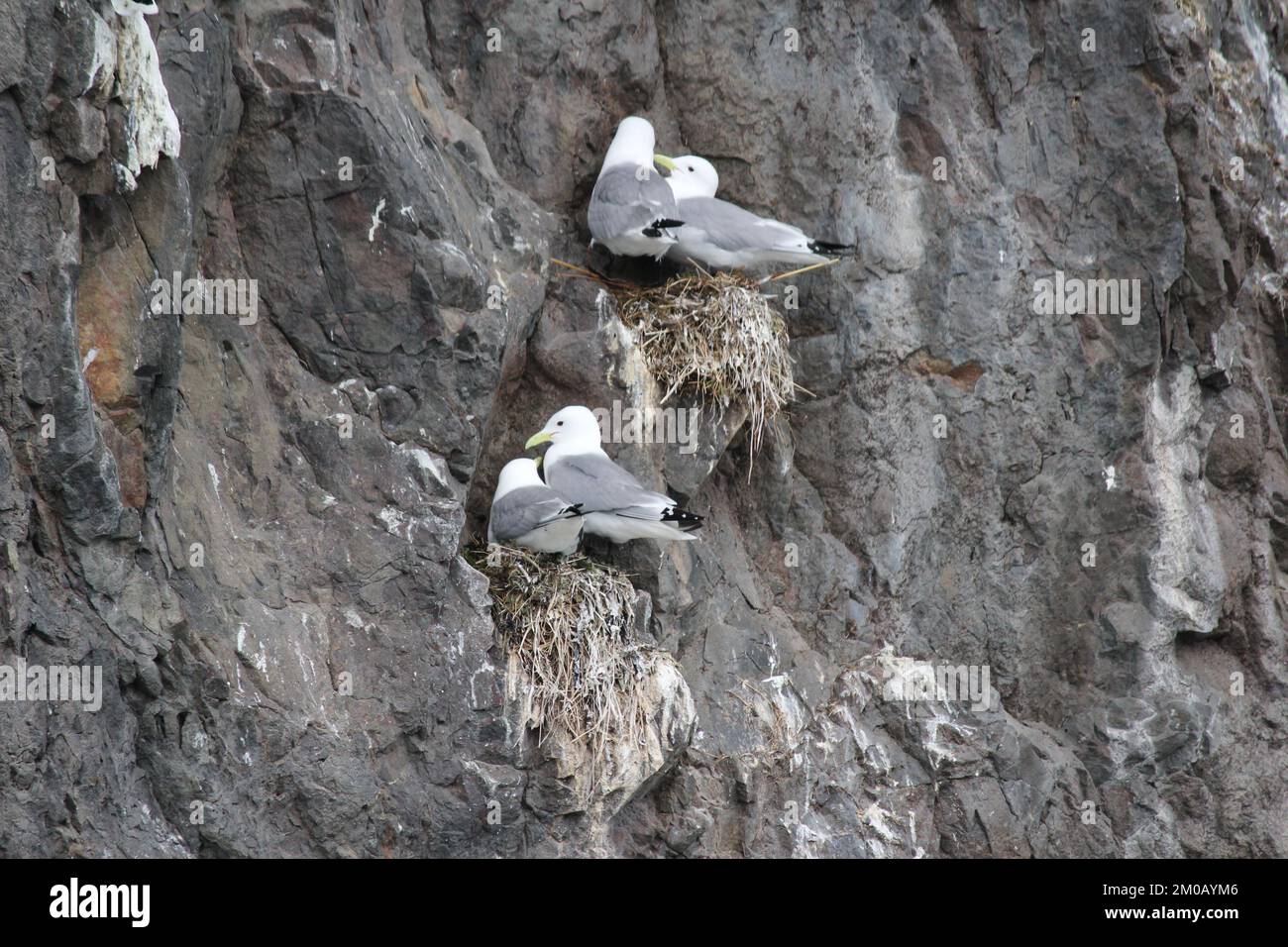 Cliff nesting gull hi-res stock photography and images - Alamy