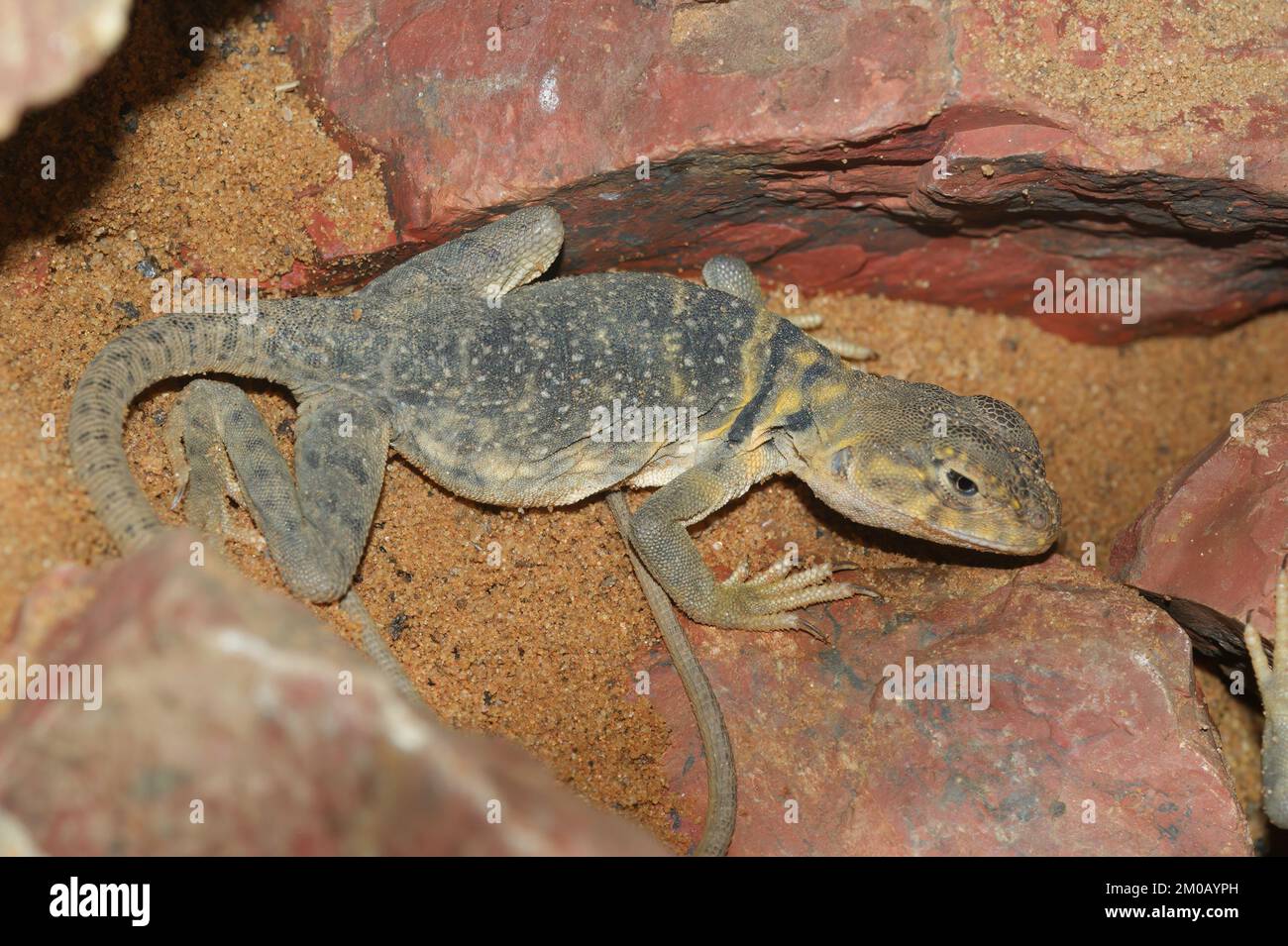 Dorsal closeup on a captive Baja blue rock lizard, Petrosaurus ...