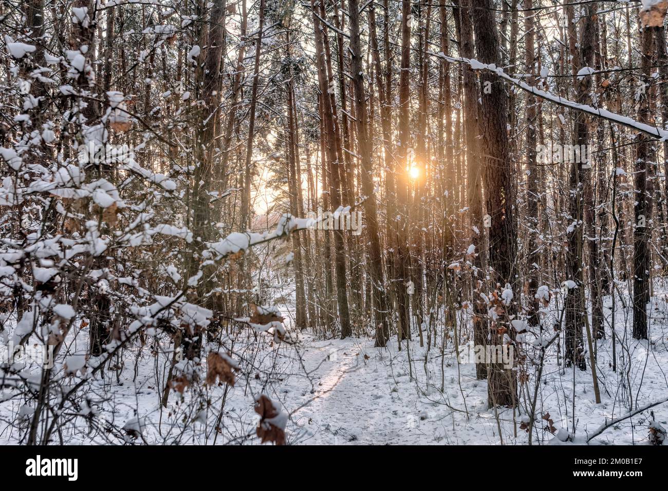 winter trees frozen dry nature background Stock Photo - Alamy