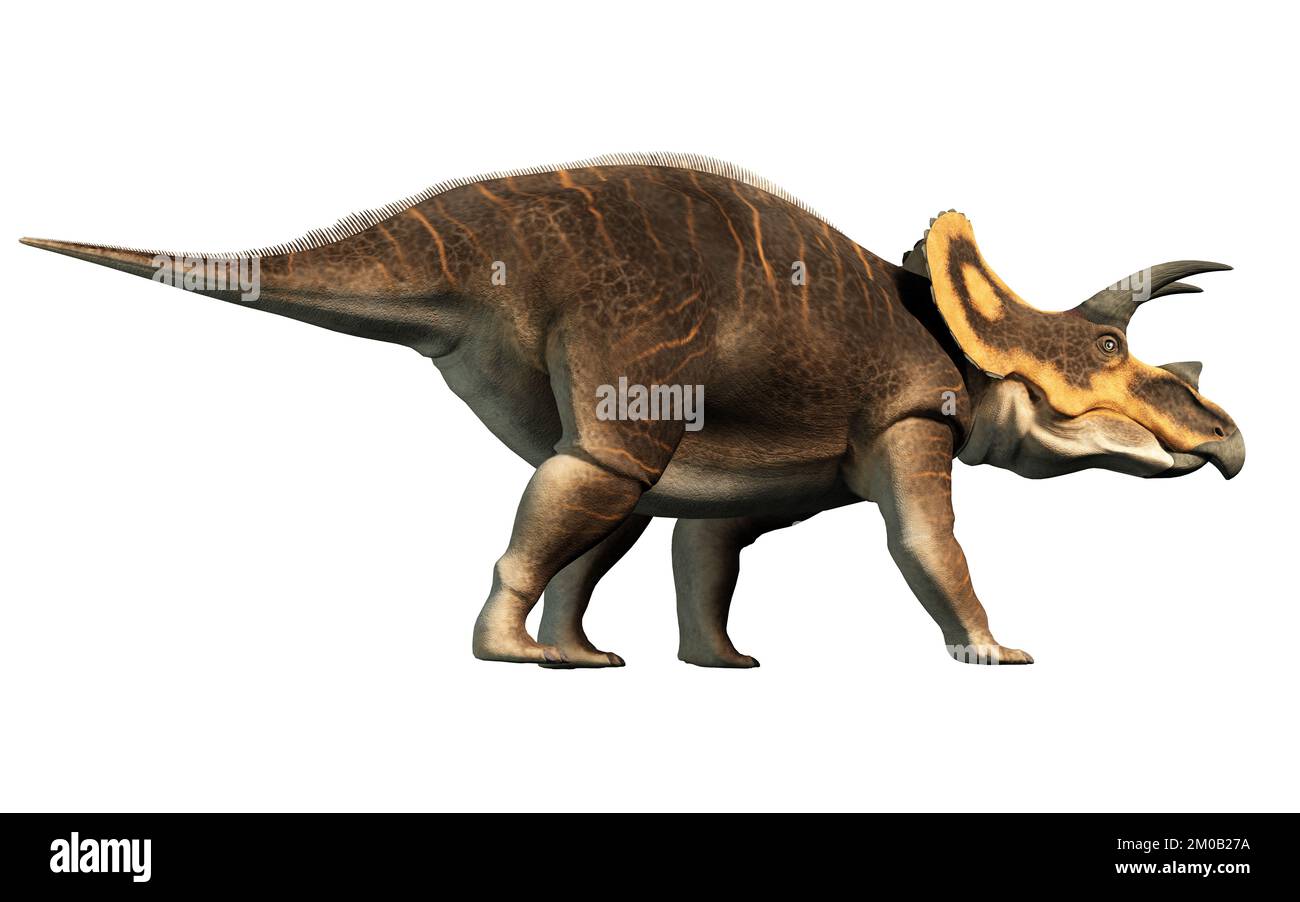 A triceratops, one of the most popular dinosaurs of the Cretaceous ...