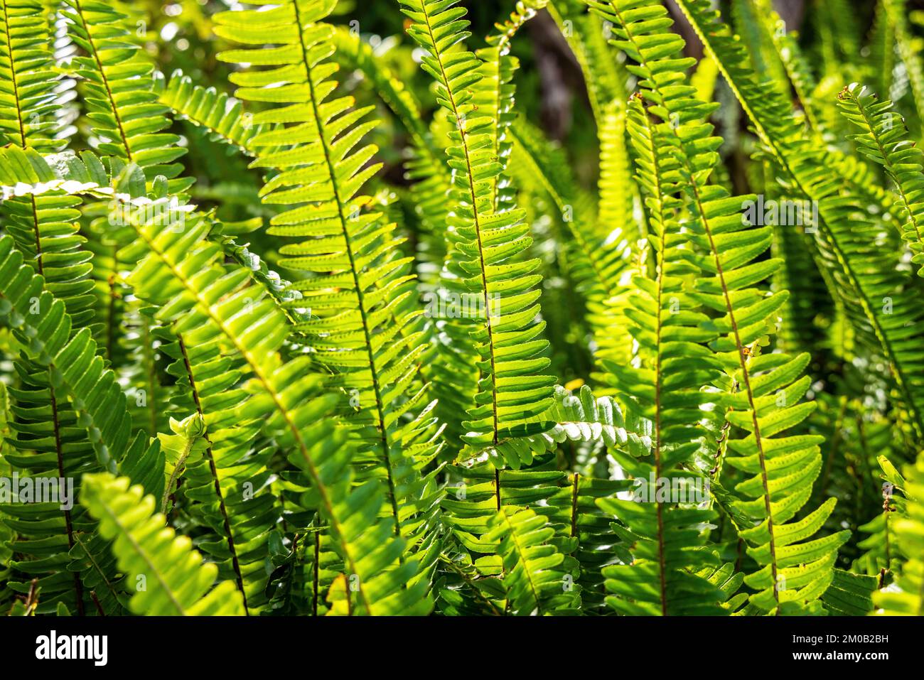 Rich green fern leaves Stock Photo - Alamy
