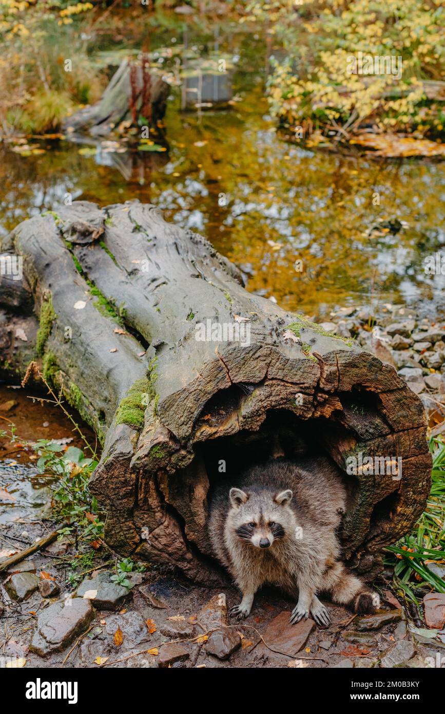 Gorgeous raccoon cute peeks out of a hollow in the bark of a large tree ...