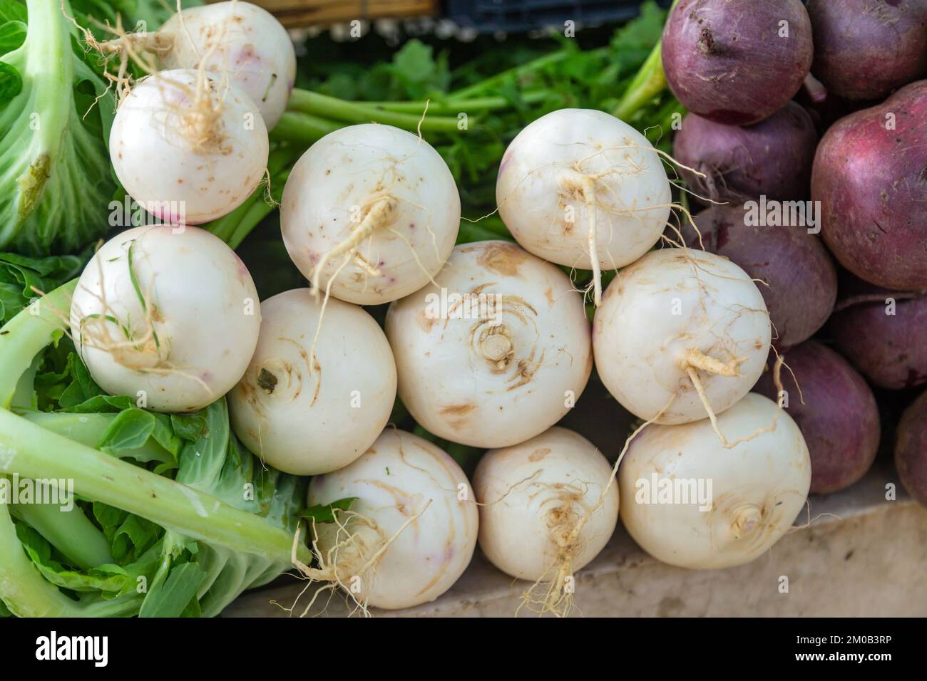 Vegetable texture. Background from turnips with tops. Fresh white root ...