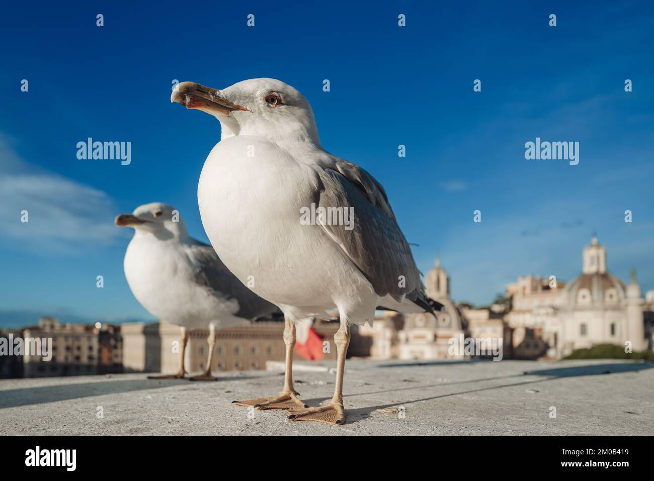 Birds on the top of Altare della Patria in Rome Stock Photo - Alamy