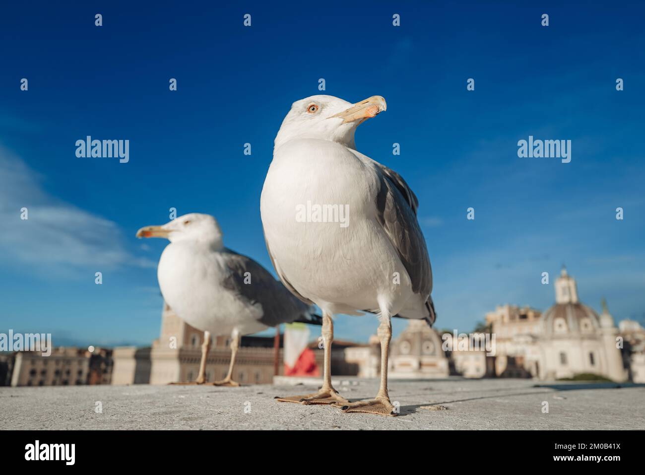 Birds on the top of Altare della Patria in Rome Stock Photo - Alamy