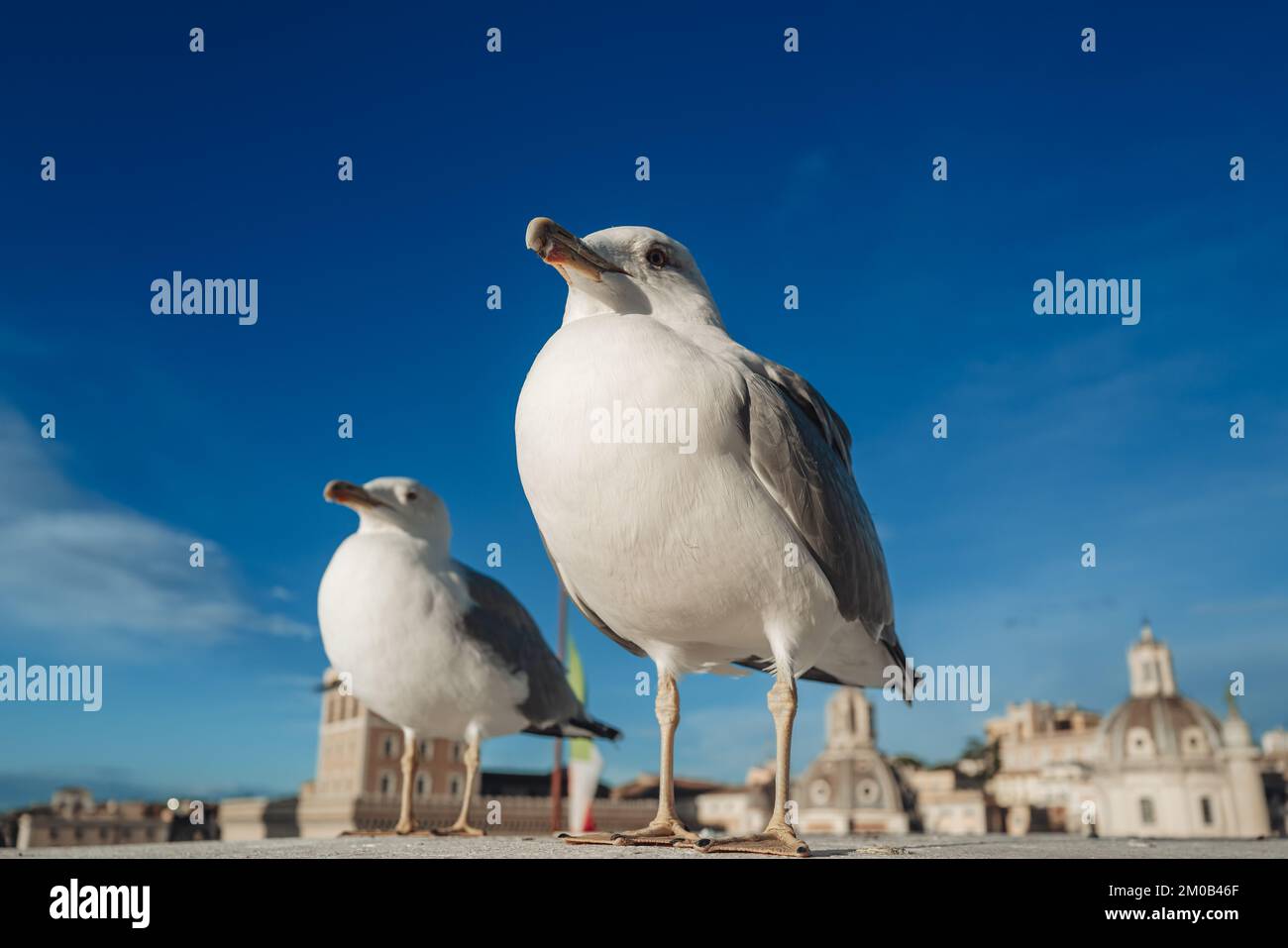 Birds on the top of Altare della Patria in Rome Stock Photo - Alamy