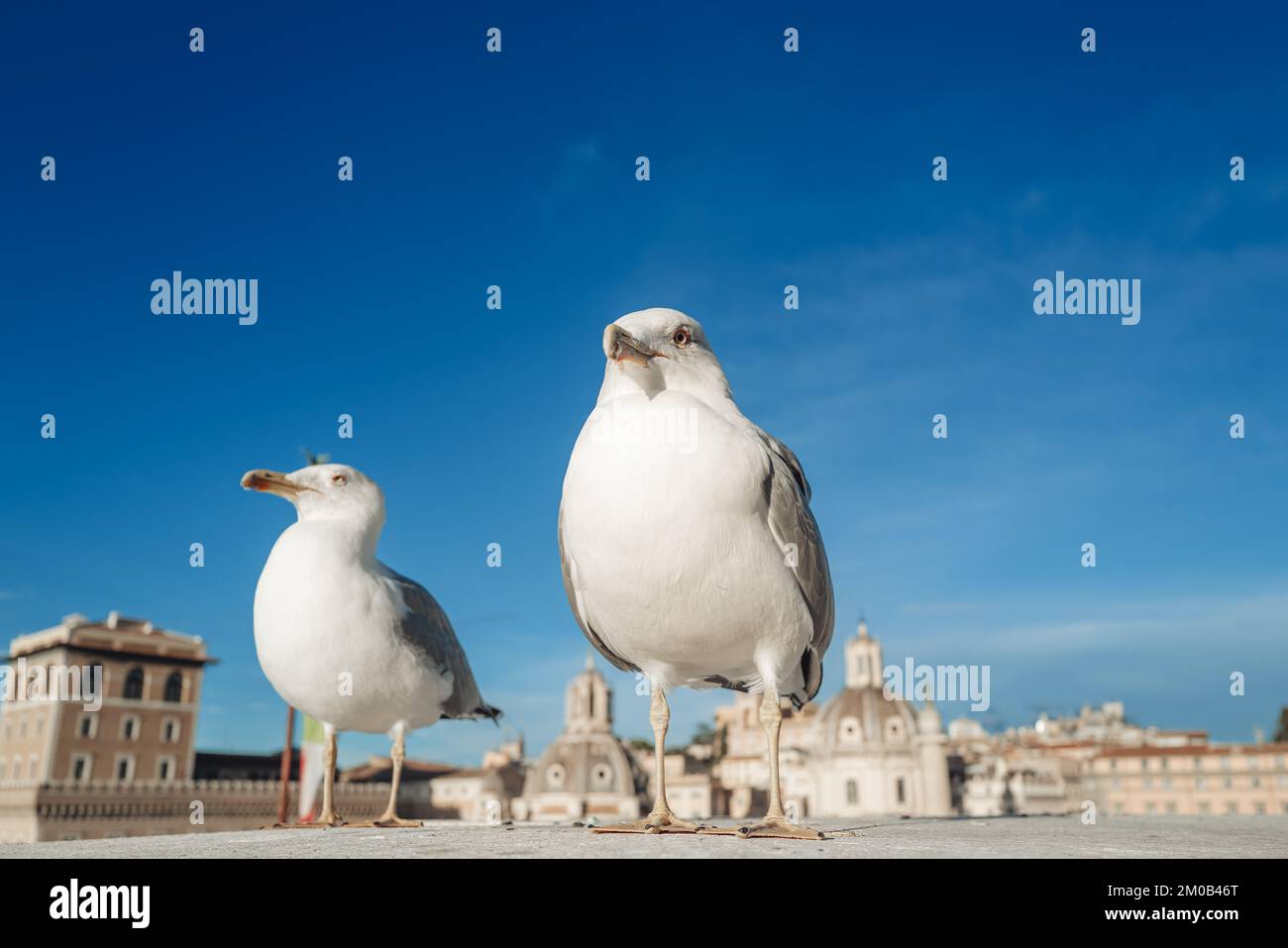 Birds on the top of Altare della Patria in Rome Stock Photo - Alamy