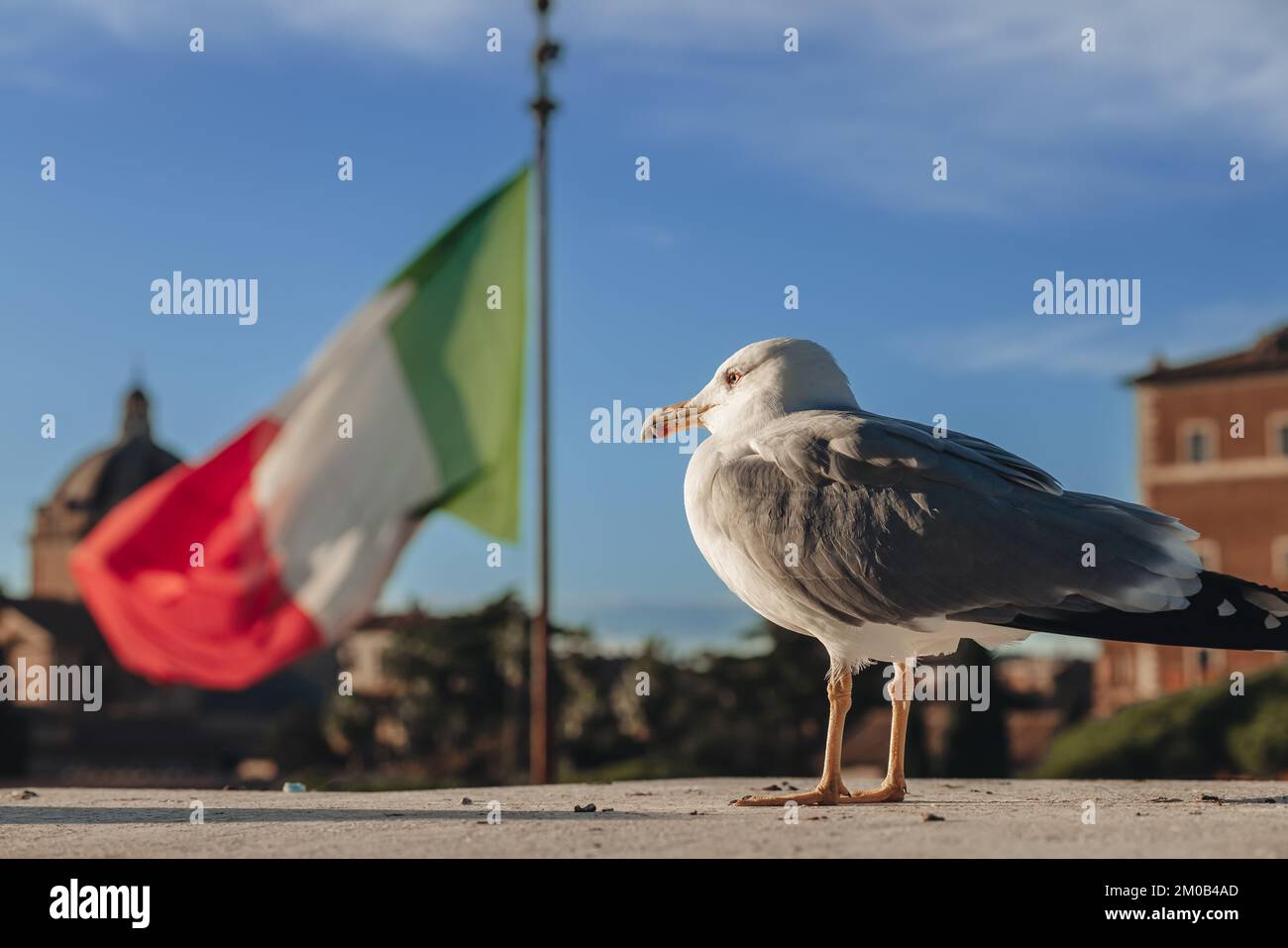 Vatican birds hi-res stock photography and images - Alamy