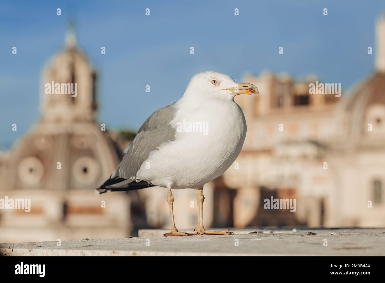 Birds on the top of Altare della Patria in Rome Stock Photo - Alamy