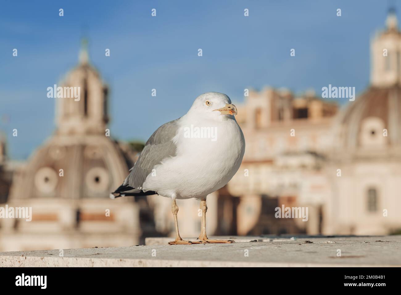 Birds on the top of Altare della Patria in Rome Stock Photo - Alamy