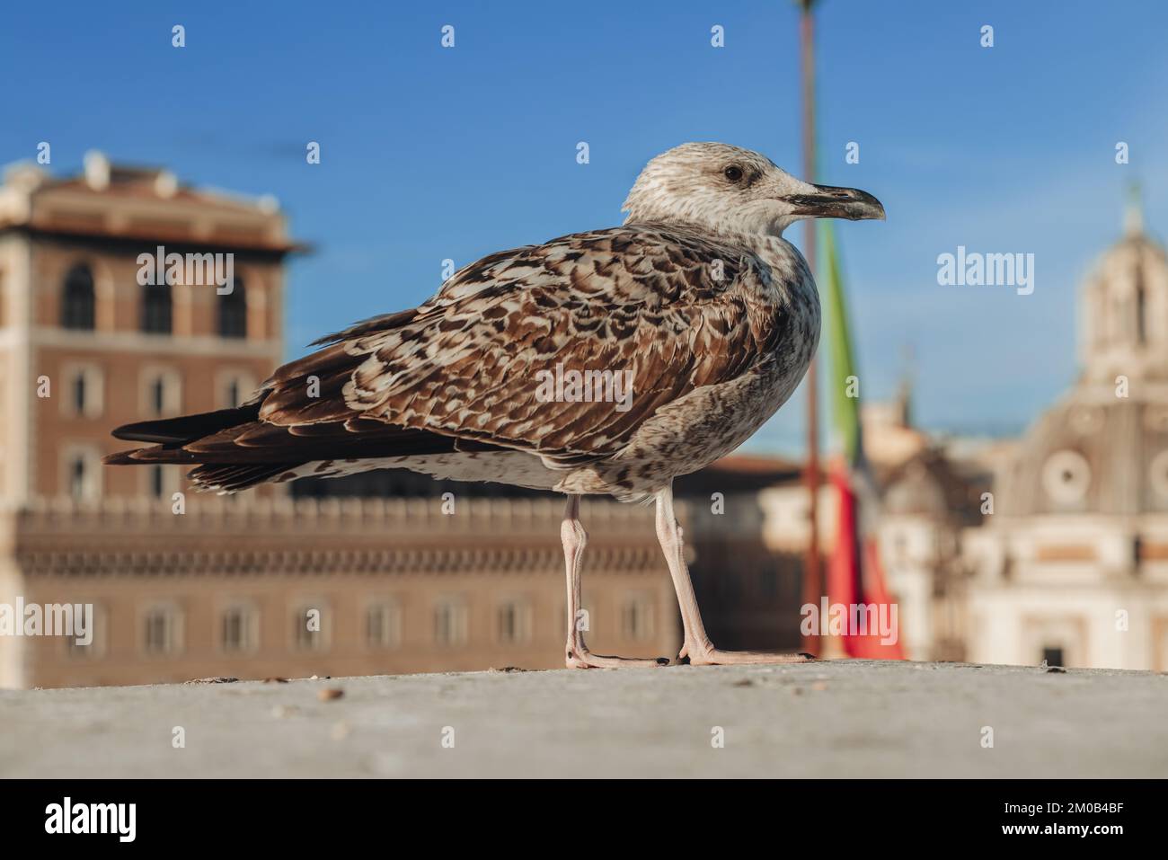 Birds on the top of Altare della Patria in Rome Stock Photo - Alamy
