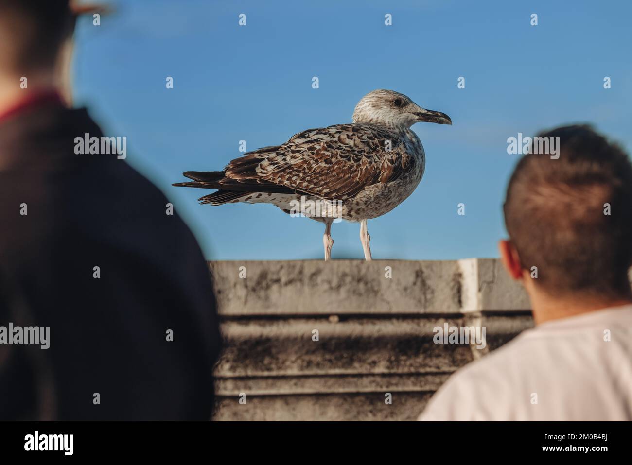 Birds on the top of Altare della Patria in Rome Stock Photo - Alamy