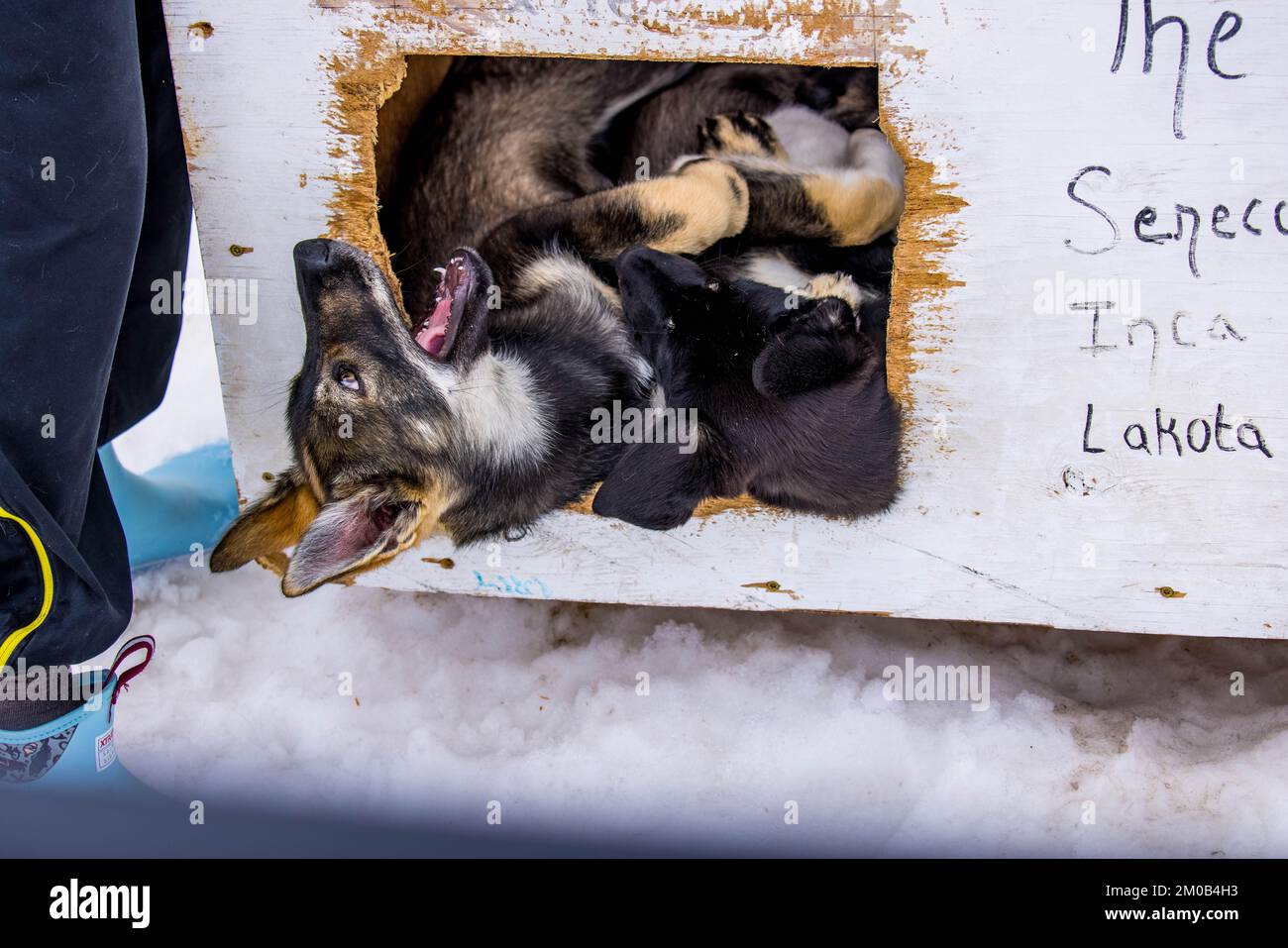 A cute sled dog laying in the wooden kennel in the snowy field Stock ...