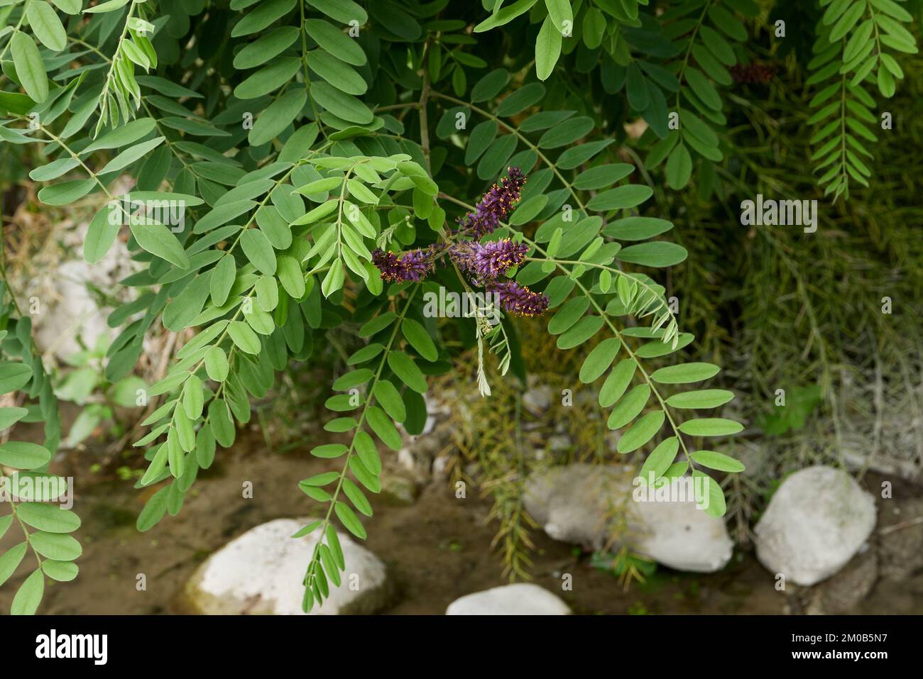 Amorpha fruticosa shrub in bloom Stock Photo - Alamy